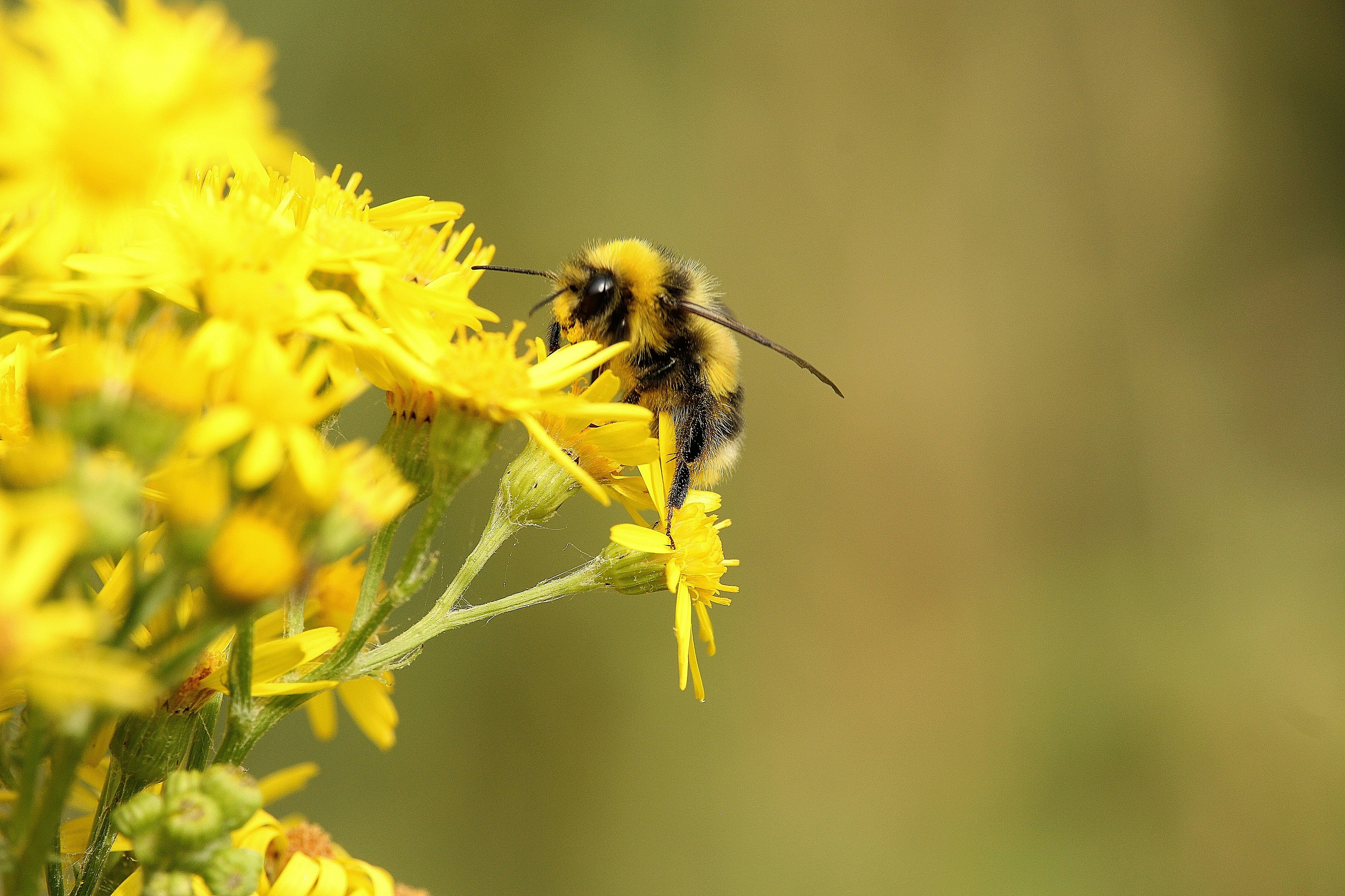 Bumblebee perched on vibrant yellow flowers against a soft-focus background.