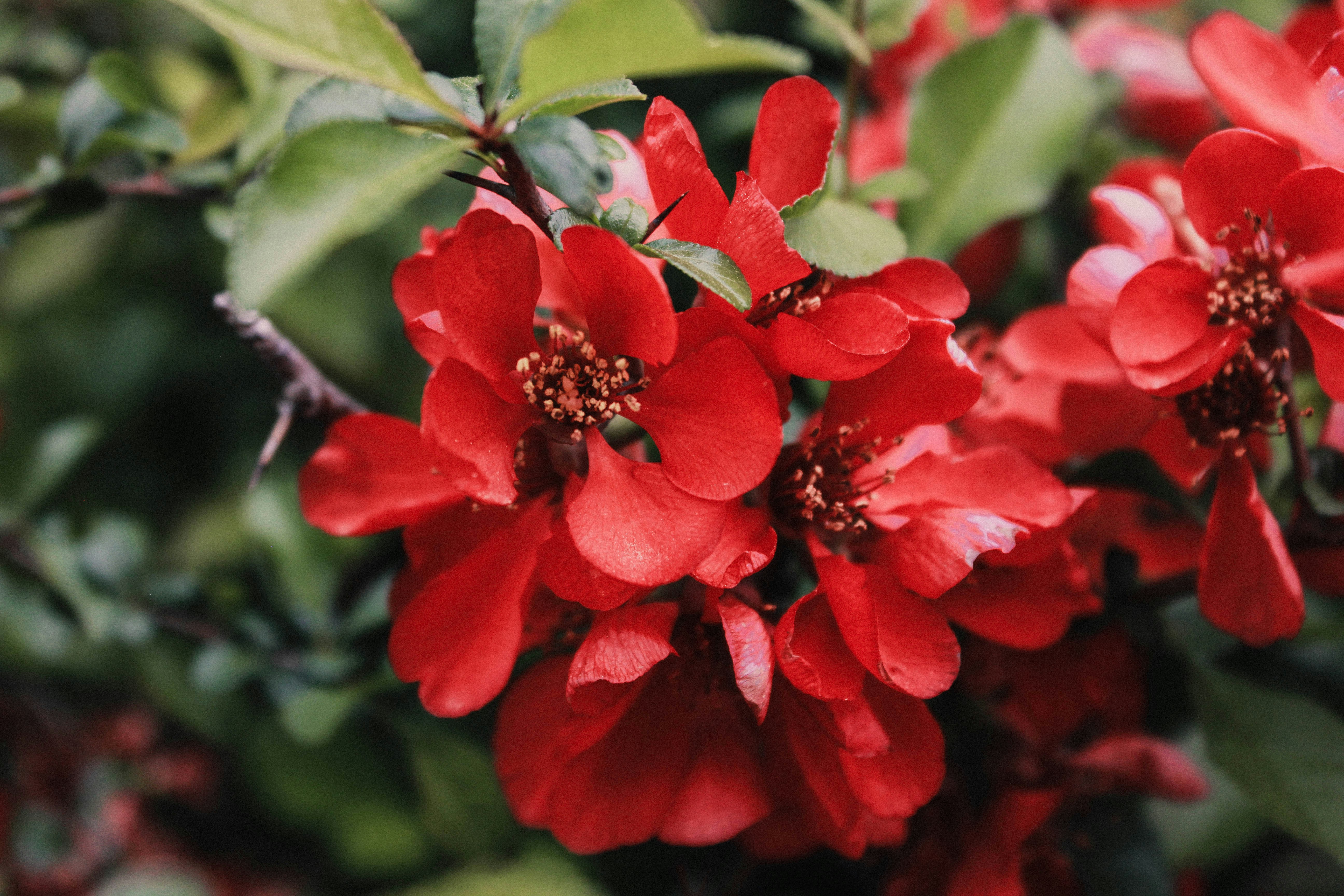 Crimson Petals in Focus: Macro Portrait of Red Blossoms