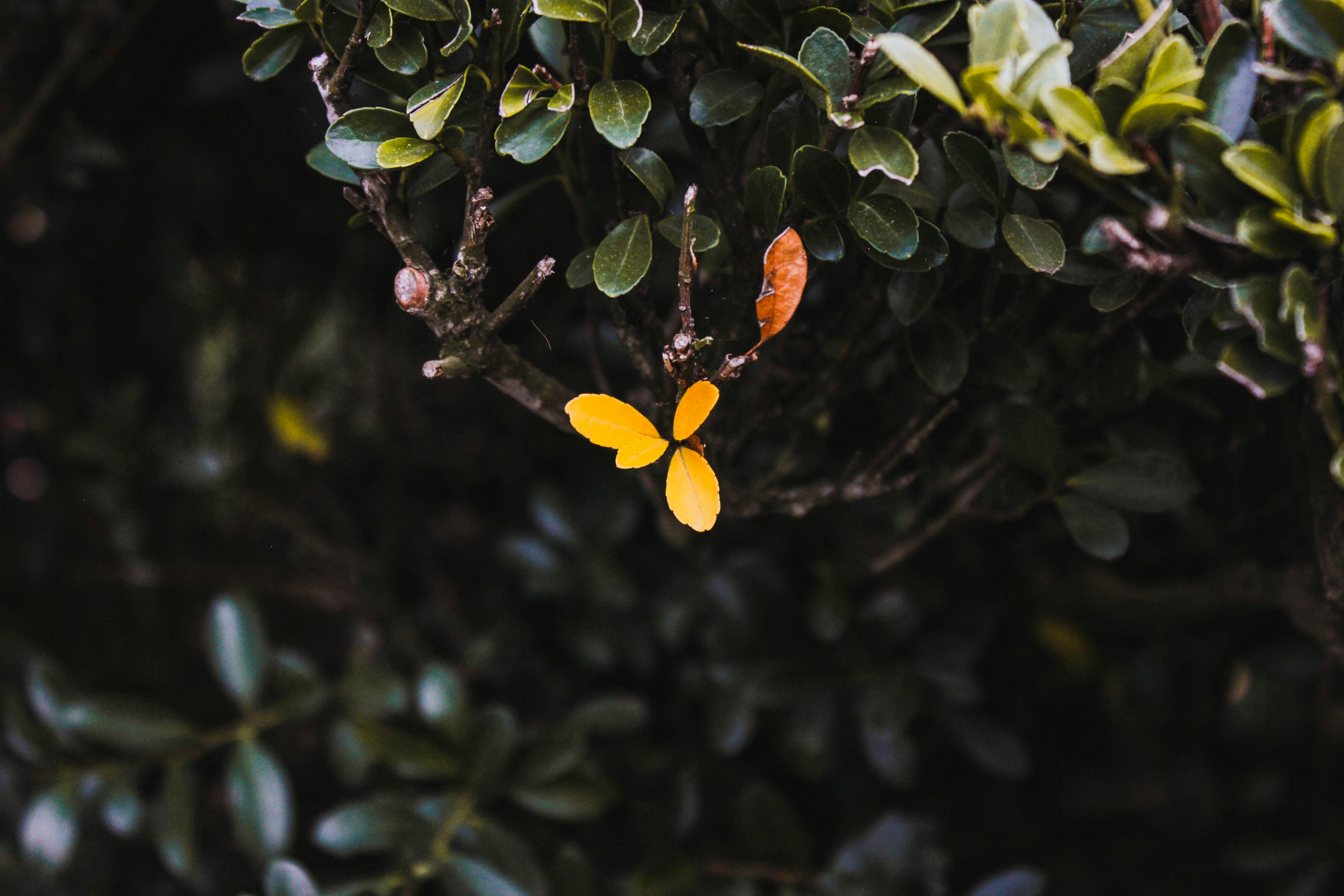 Amber Wings on a Velvet Green Stage