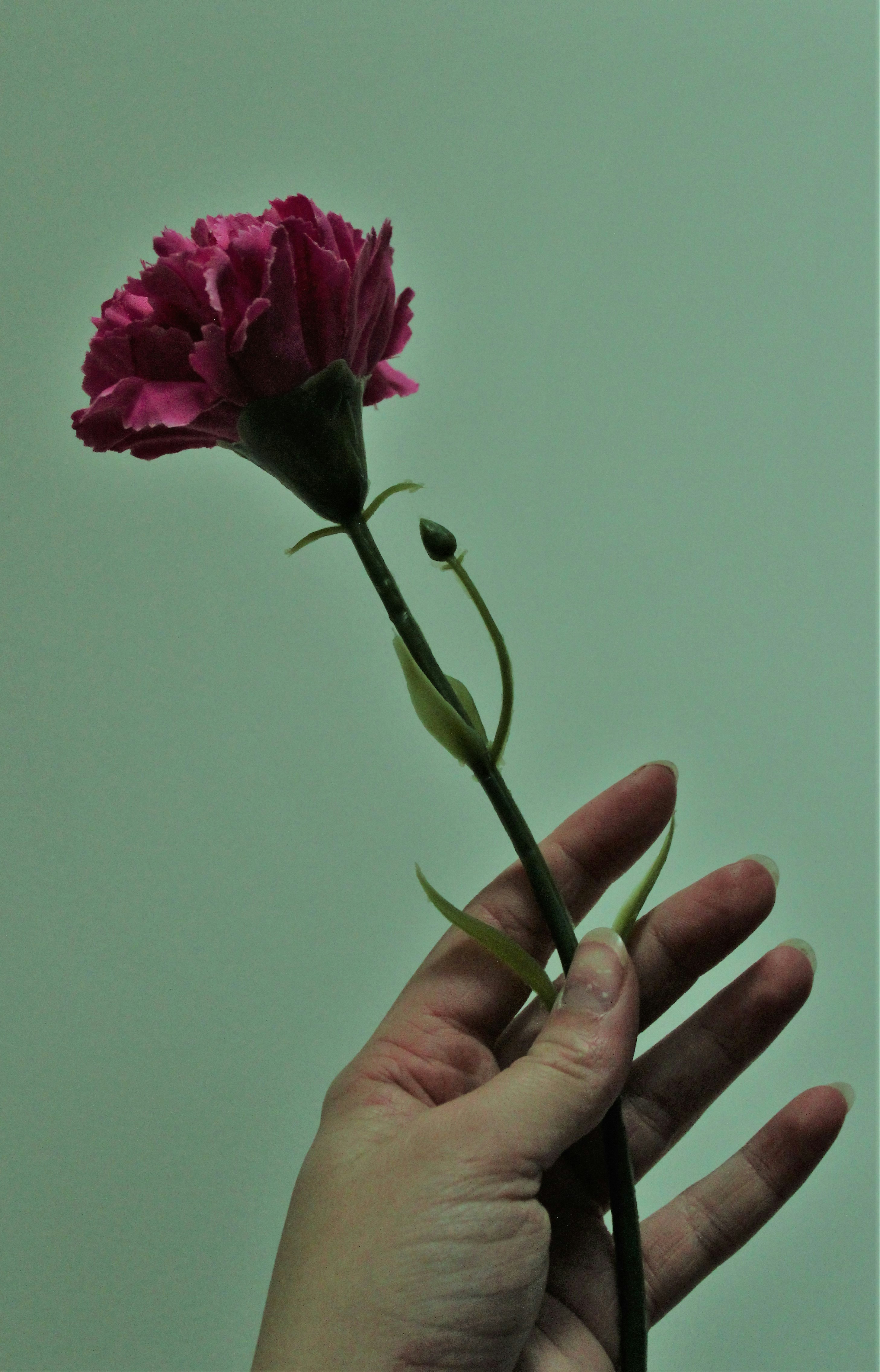 A hand gently holds a vibrant pink carnation against a muted background, emphasizing the delicate beauty of the flower.