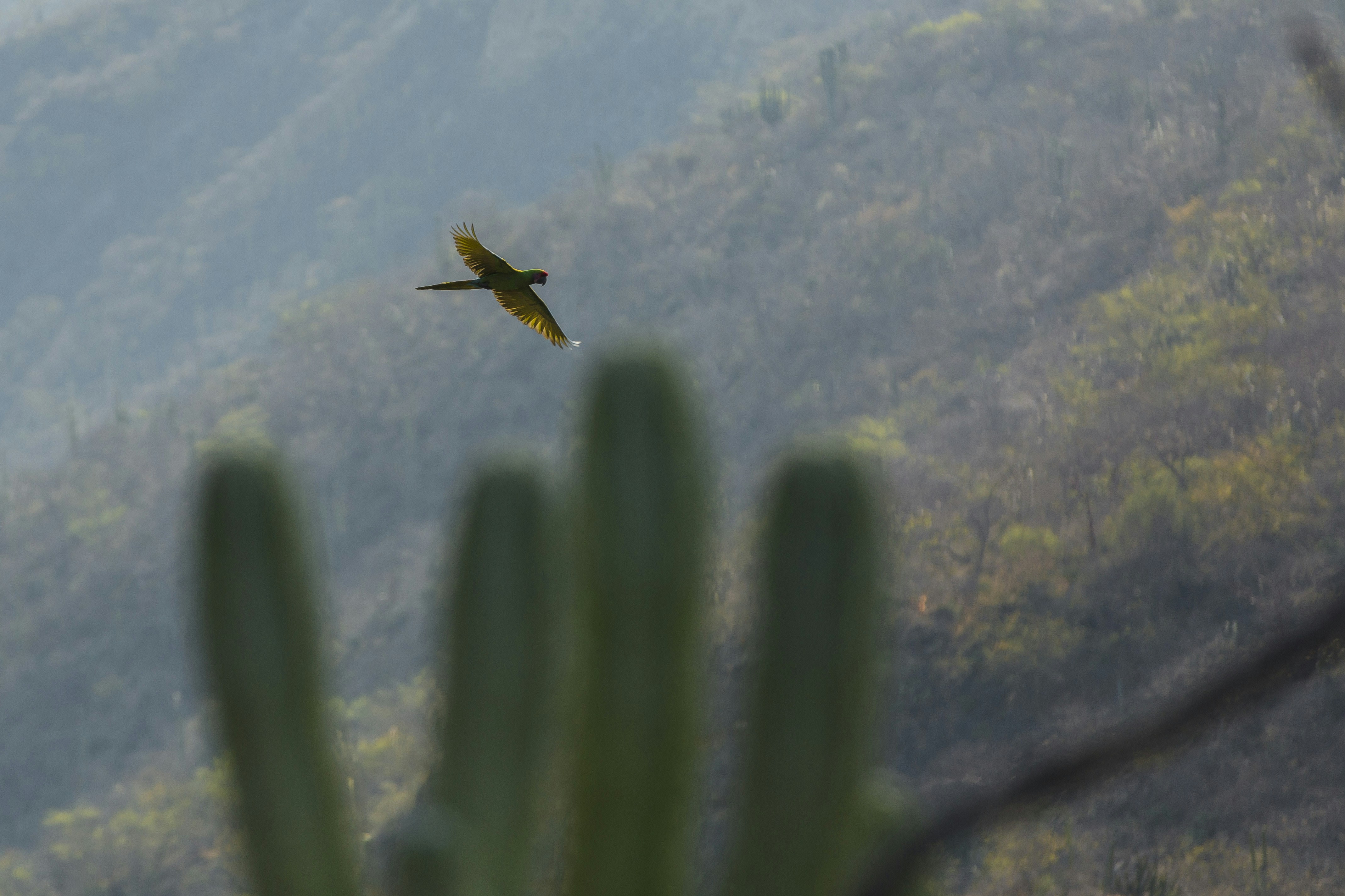 Desert Glide: a hawk threads the air above a cactus fringe