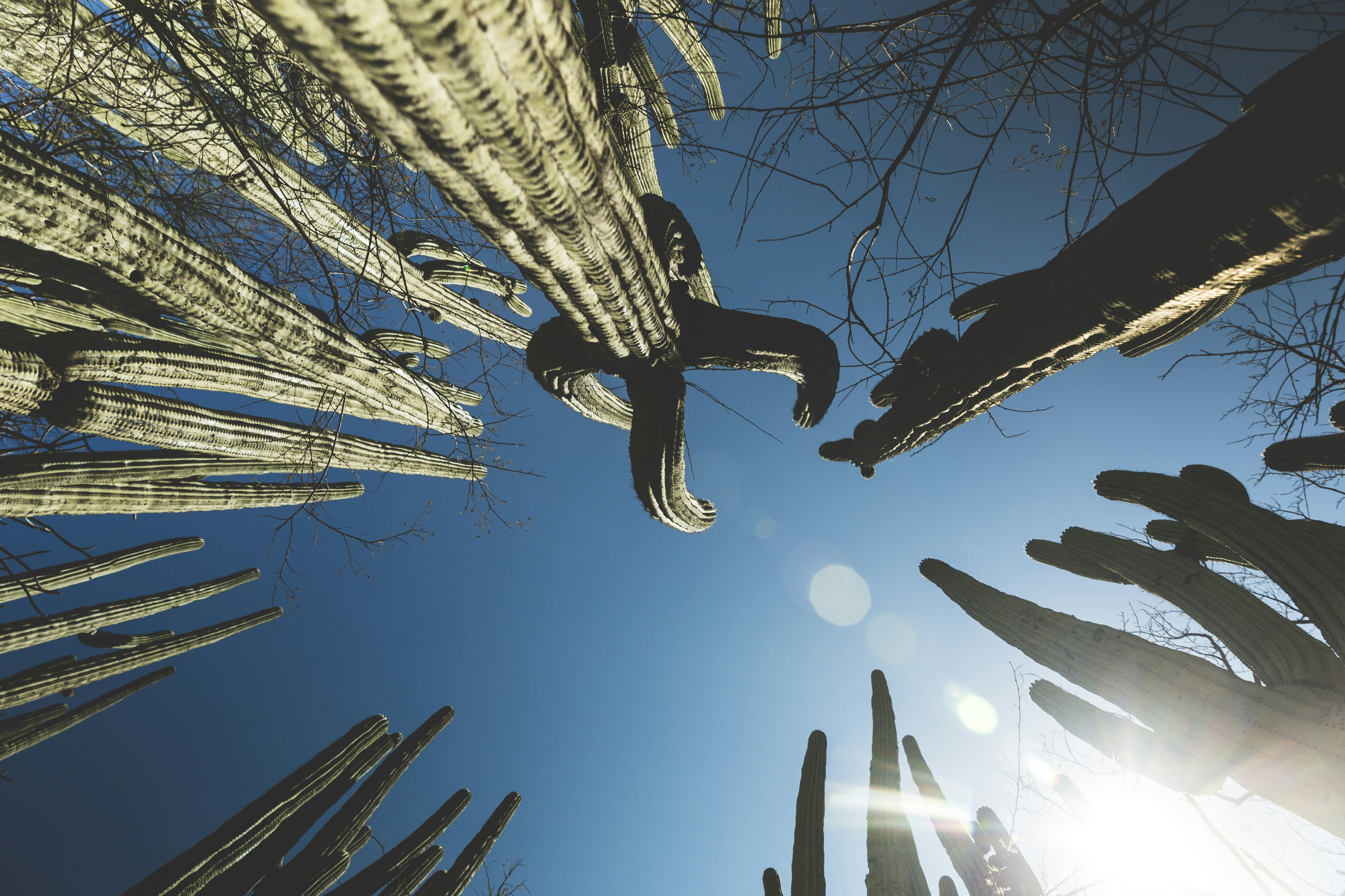 Ring of Skyward Spires: A Ground-Up Desert Portrait