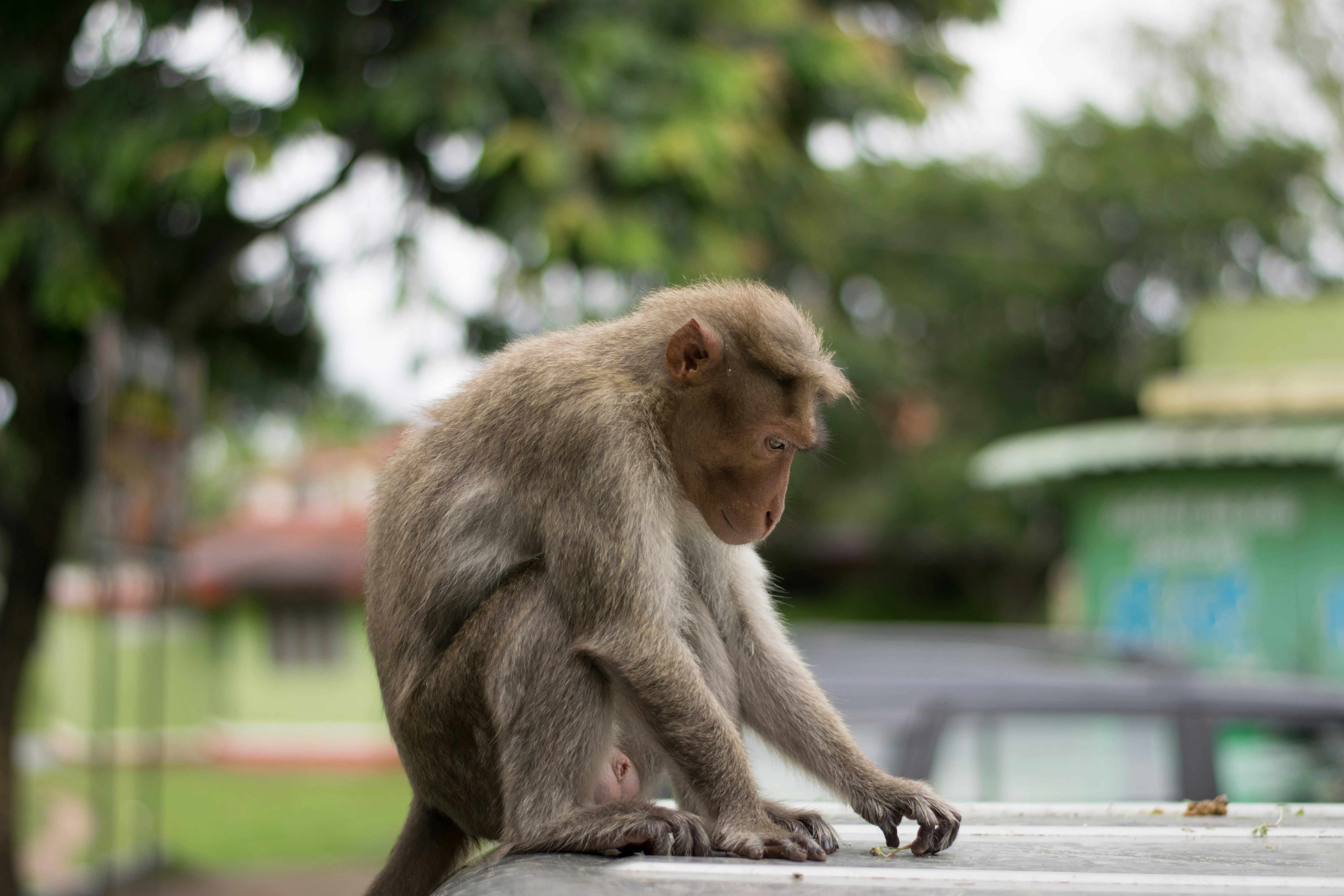 Railbound Macaque: Quiet Gaze Amid a City Park's Green Blur