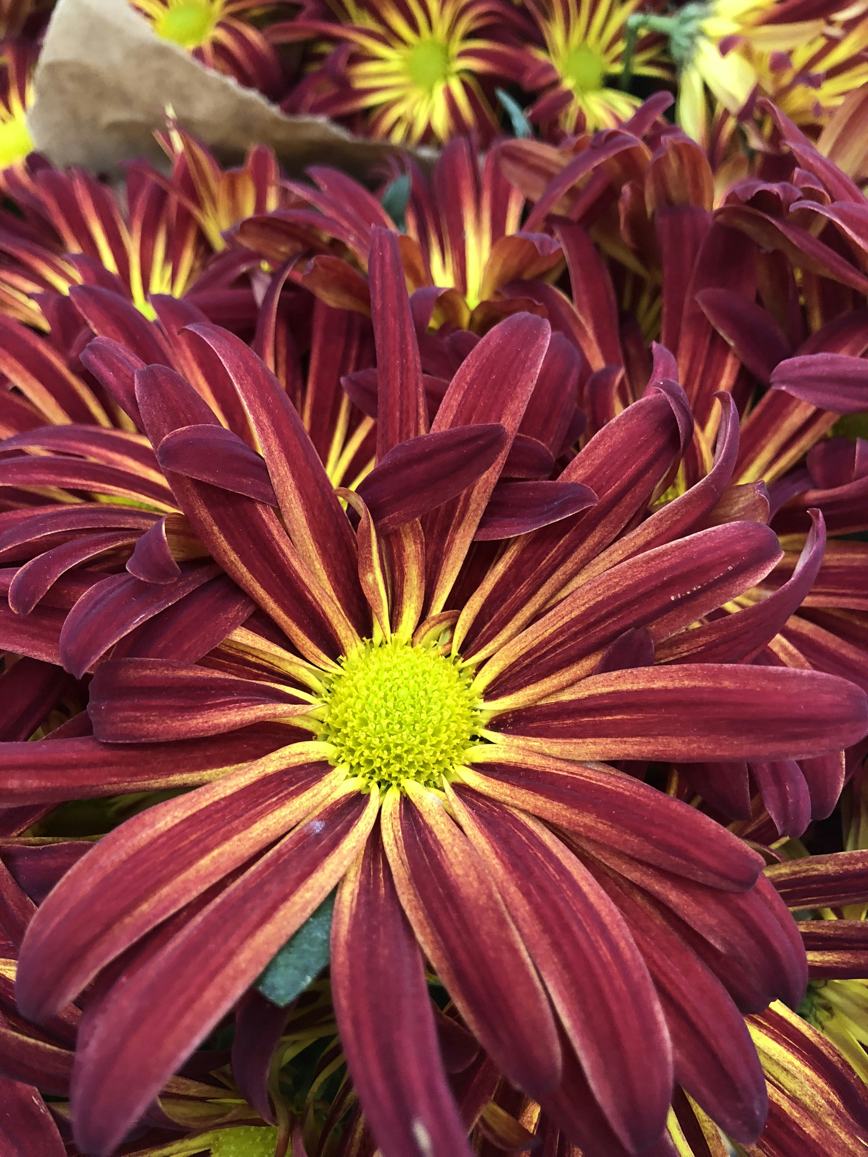 Velvet Burgundy Chrysanthemum: A Sunlit Heart Surrounded by Crimson Petals