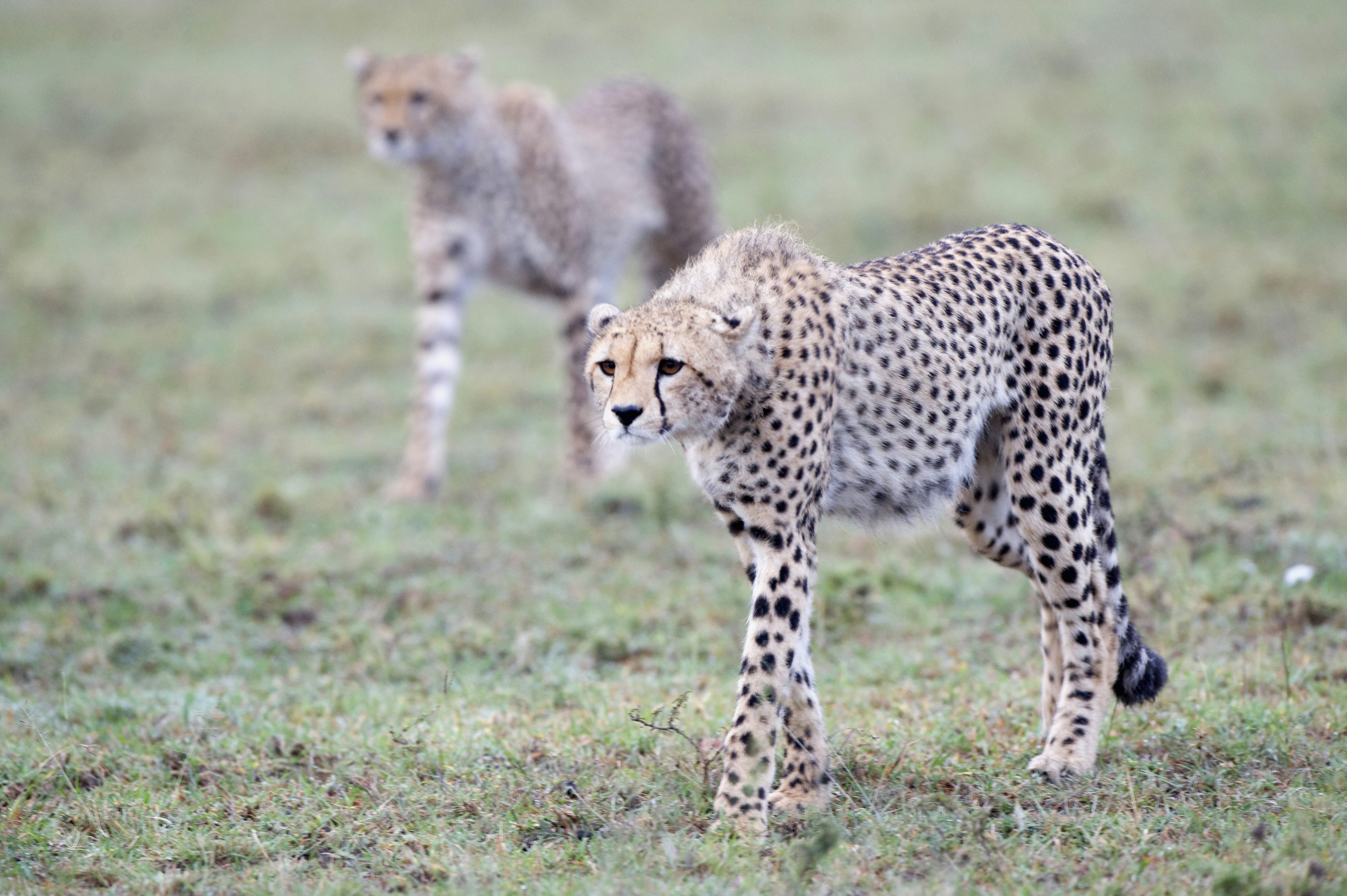 A cheetah strides purposefully across the grassland, while a cub follows closely behind, showcasing the bond between predator and offspring.