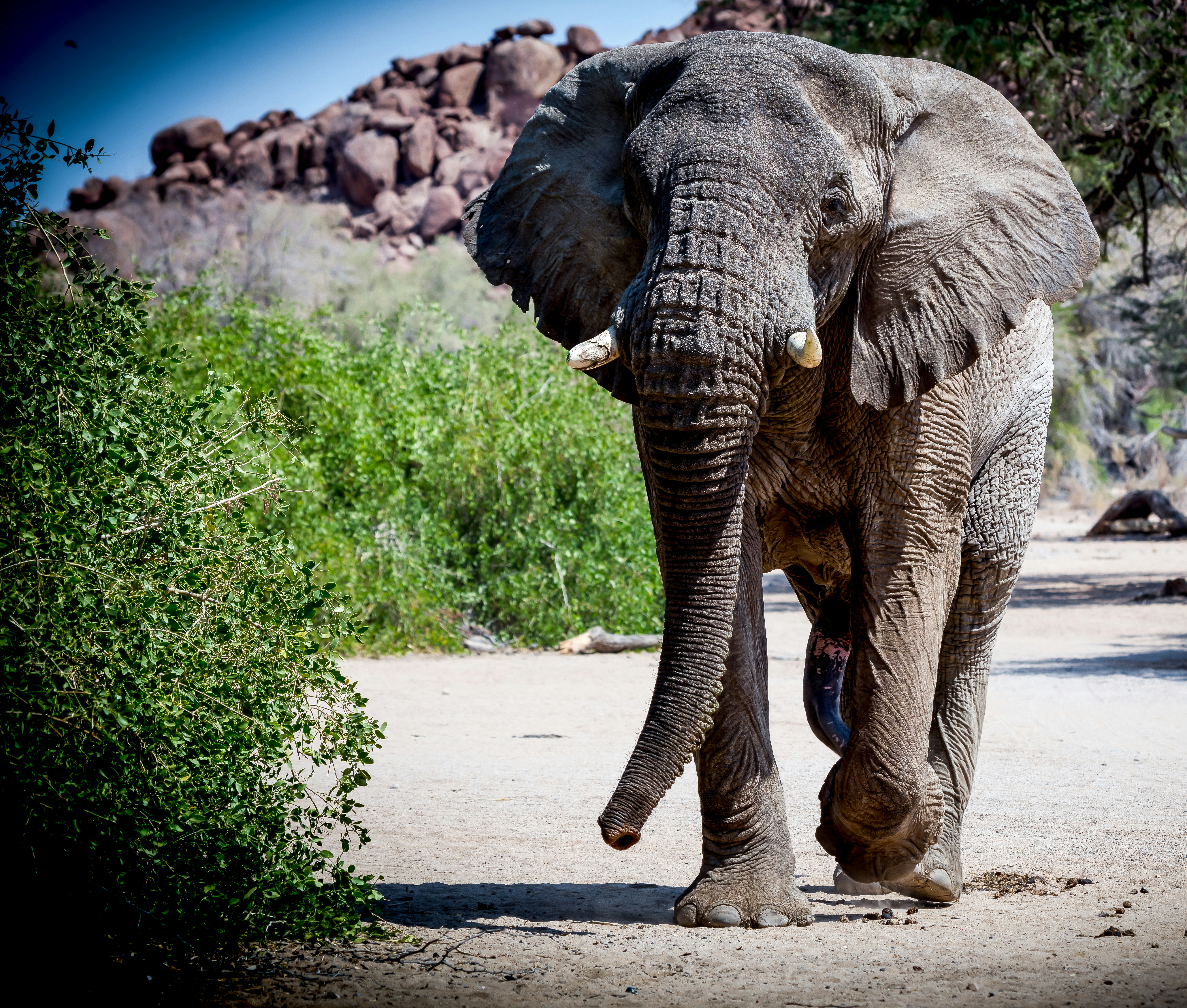 Dusty Approach: Elephant Walking Toward the Sunlit Safari Path