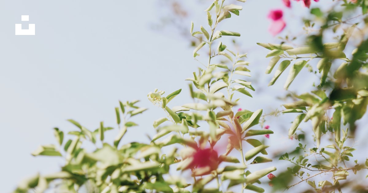 Foto Fotografía Bokeh De Planta De Hojas Verdes Con Flores Rosadas