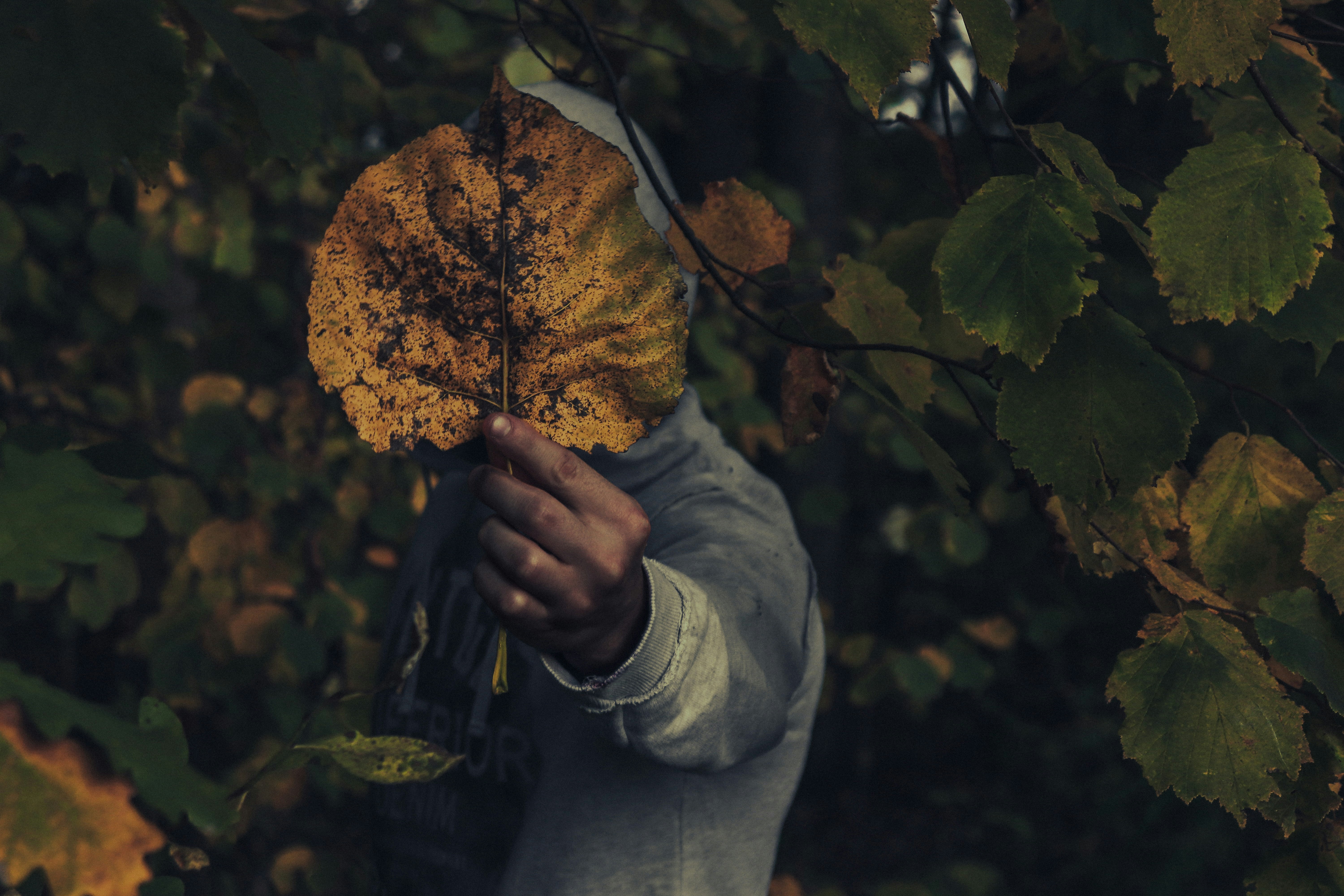 Leafy Veil: A Hidden Hand Holding Autumn in a Quiet Glade