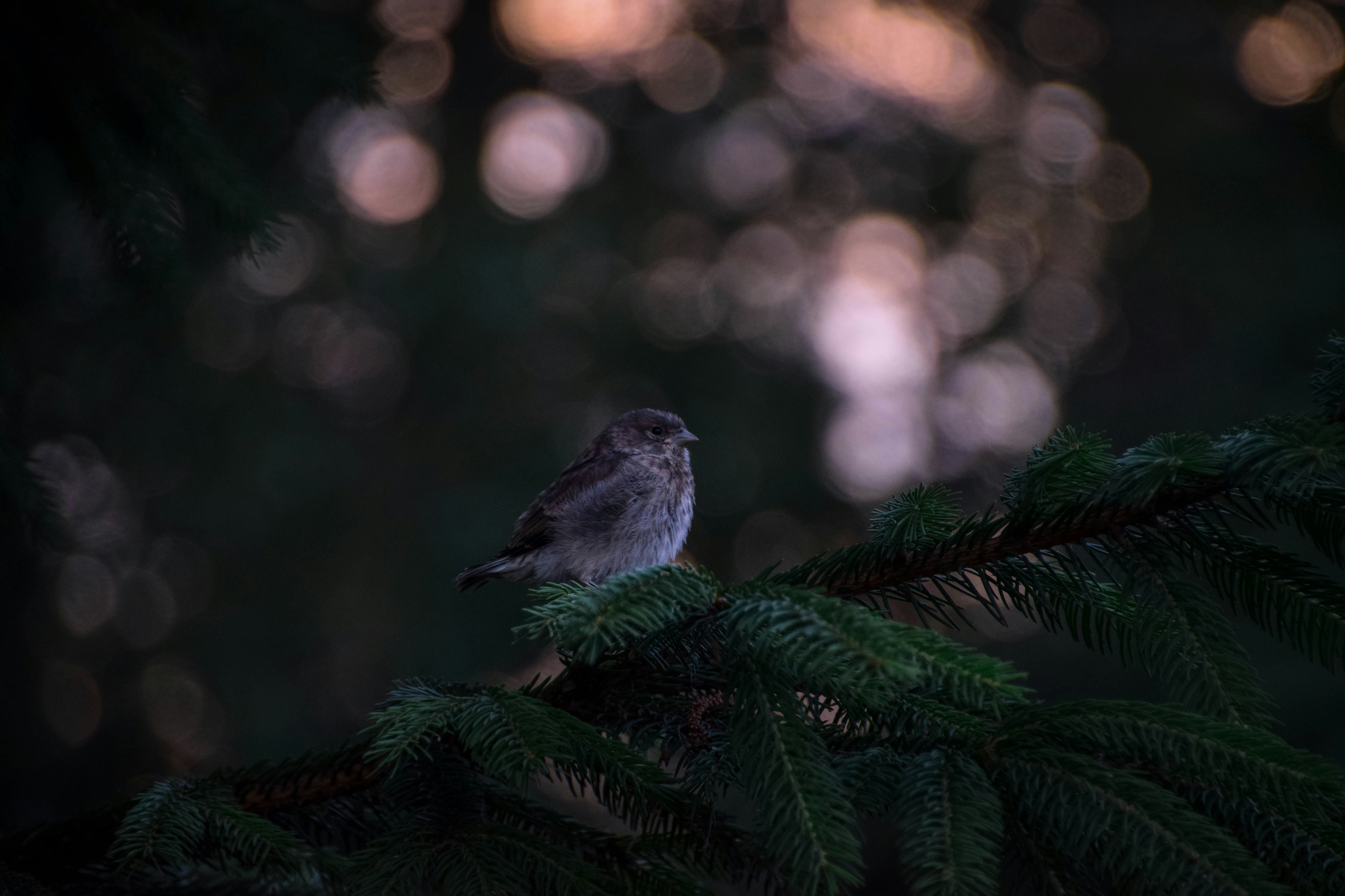 Whispered Light on a Pine Perch: A Tiny Bird in Velvet Night