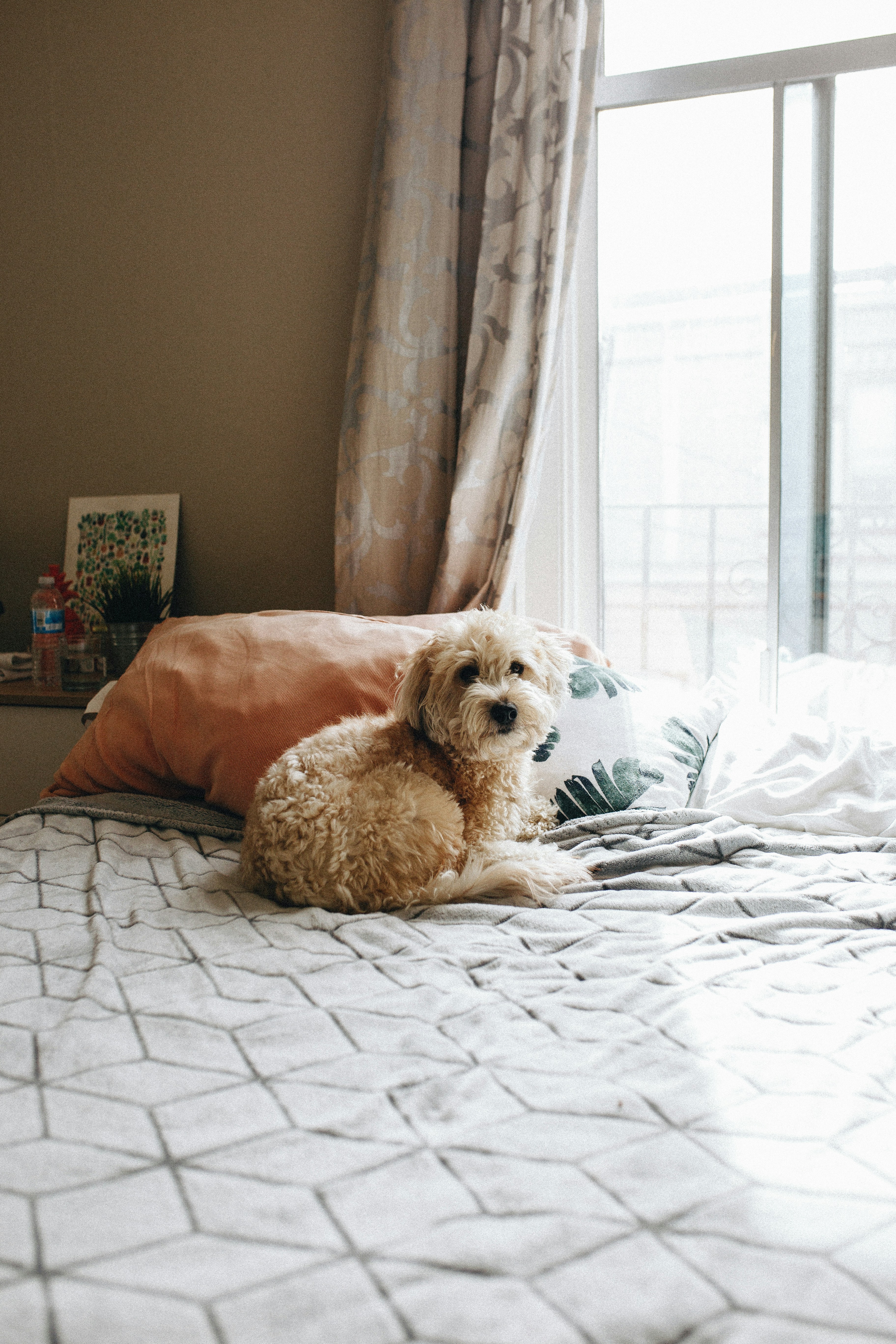 Fluffy dog lounging on a bed adorned with pillows and a patterned blanket, basking in soft natural light from a nearby window.