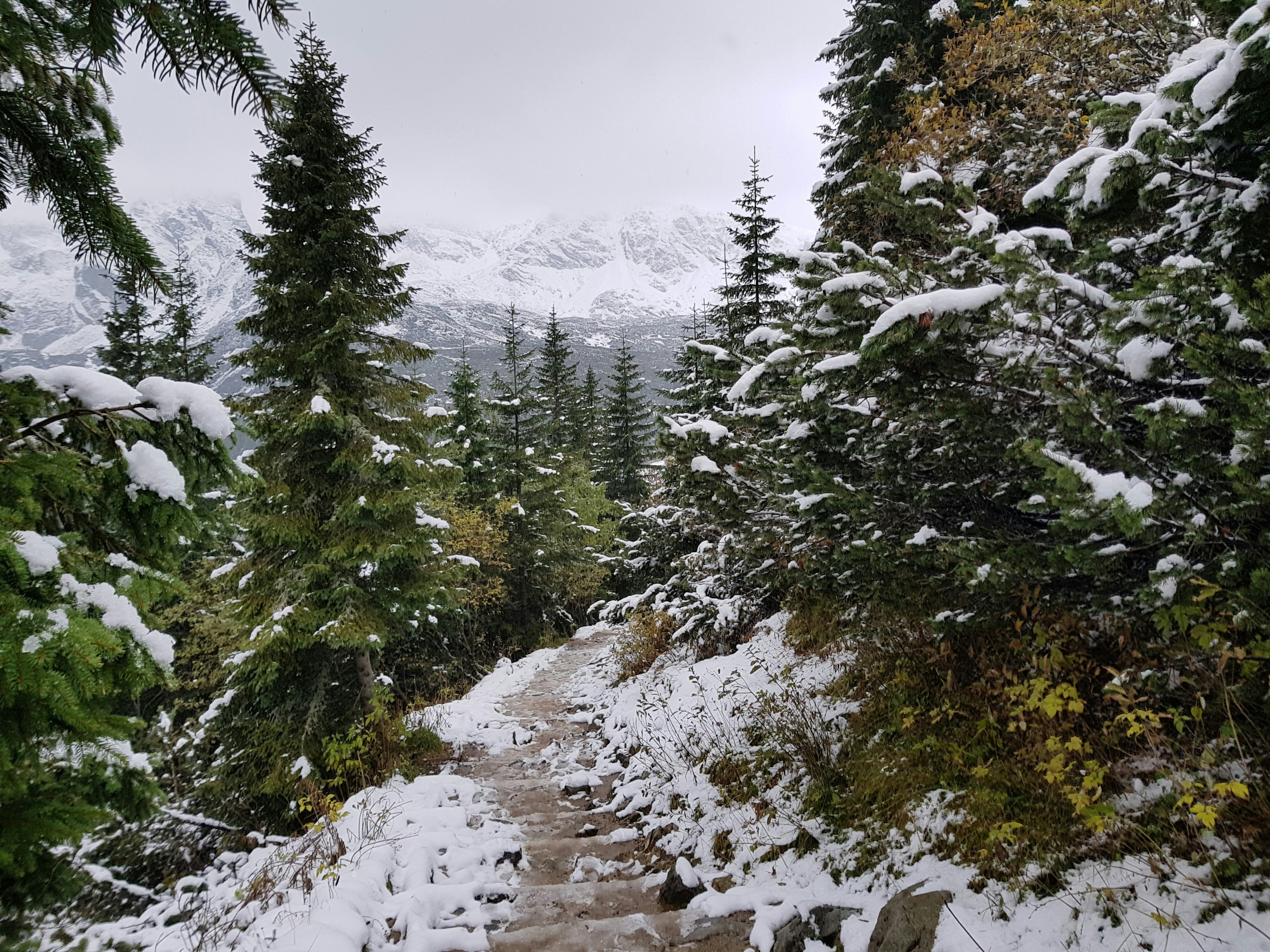 Whispers of Winter on a Mountain Trail