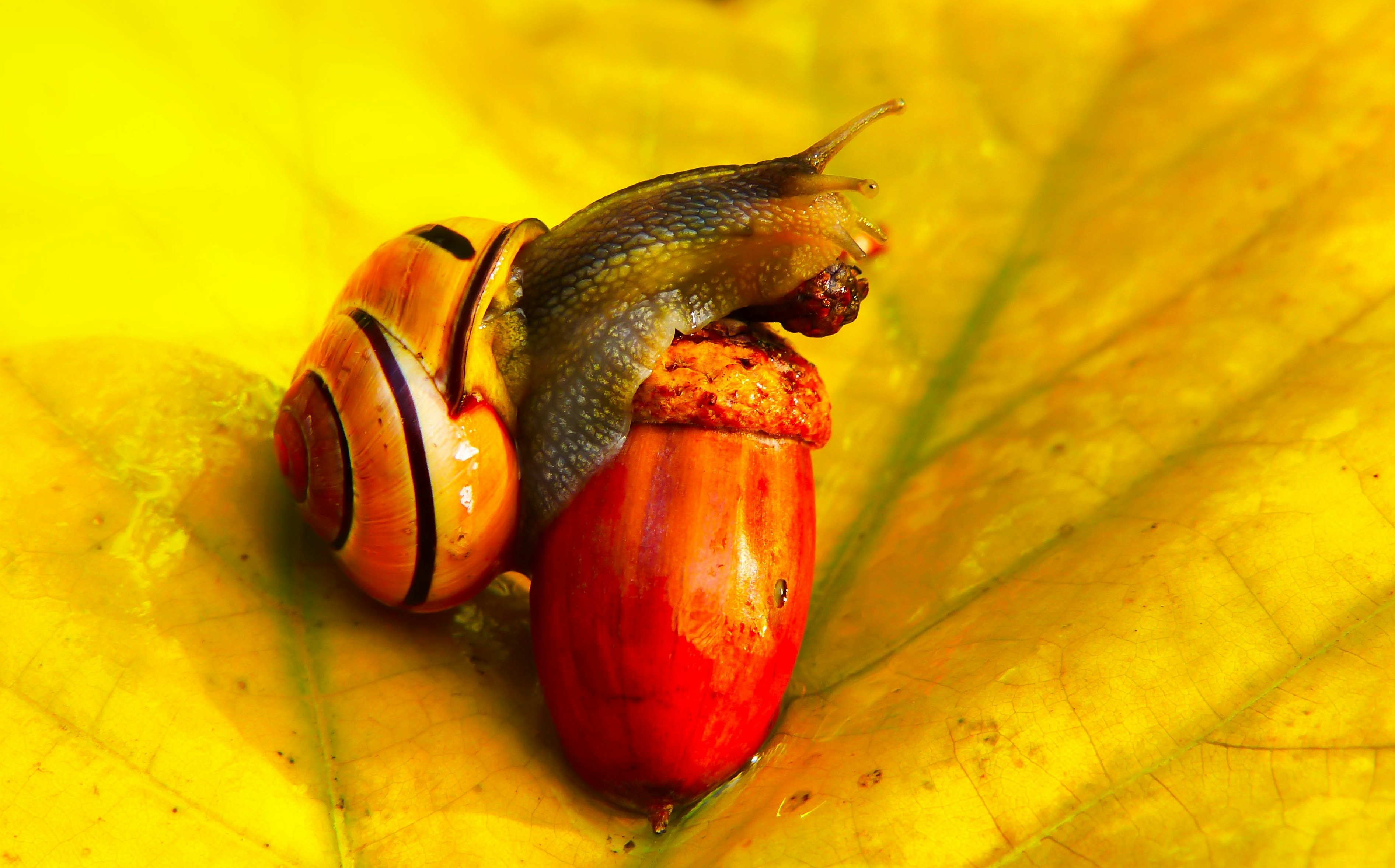 Snail holding nut photo – Free Plant Image on Unsplash