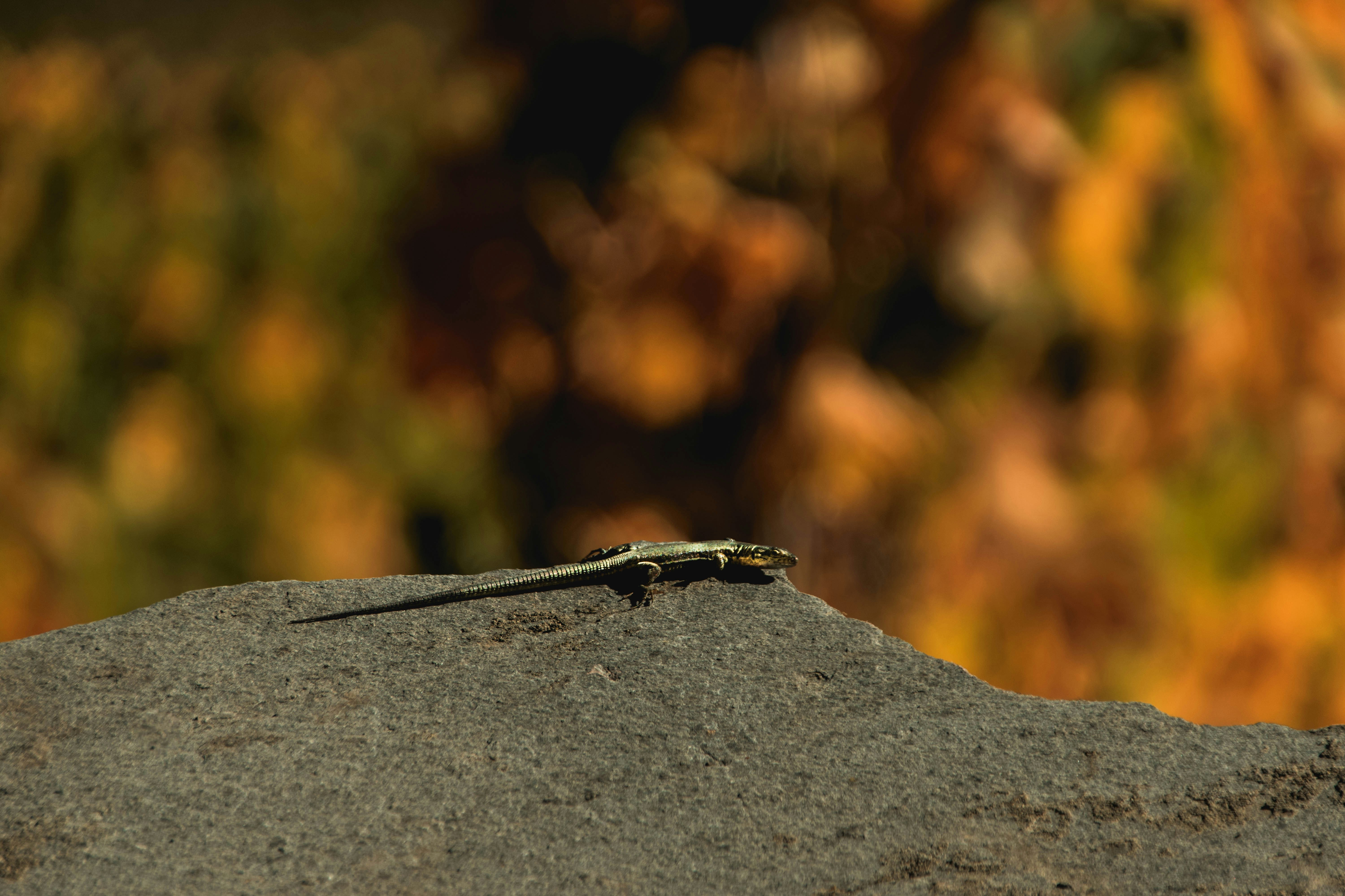 Desert Lizard on a Weathered Rock