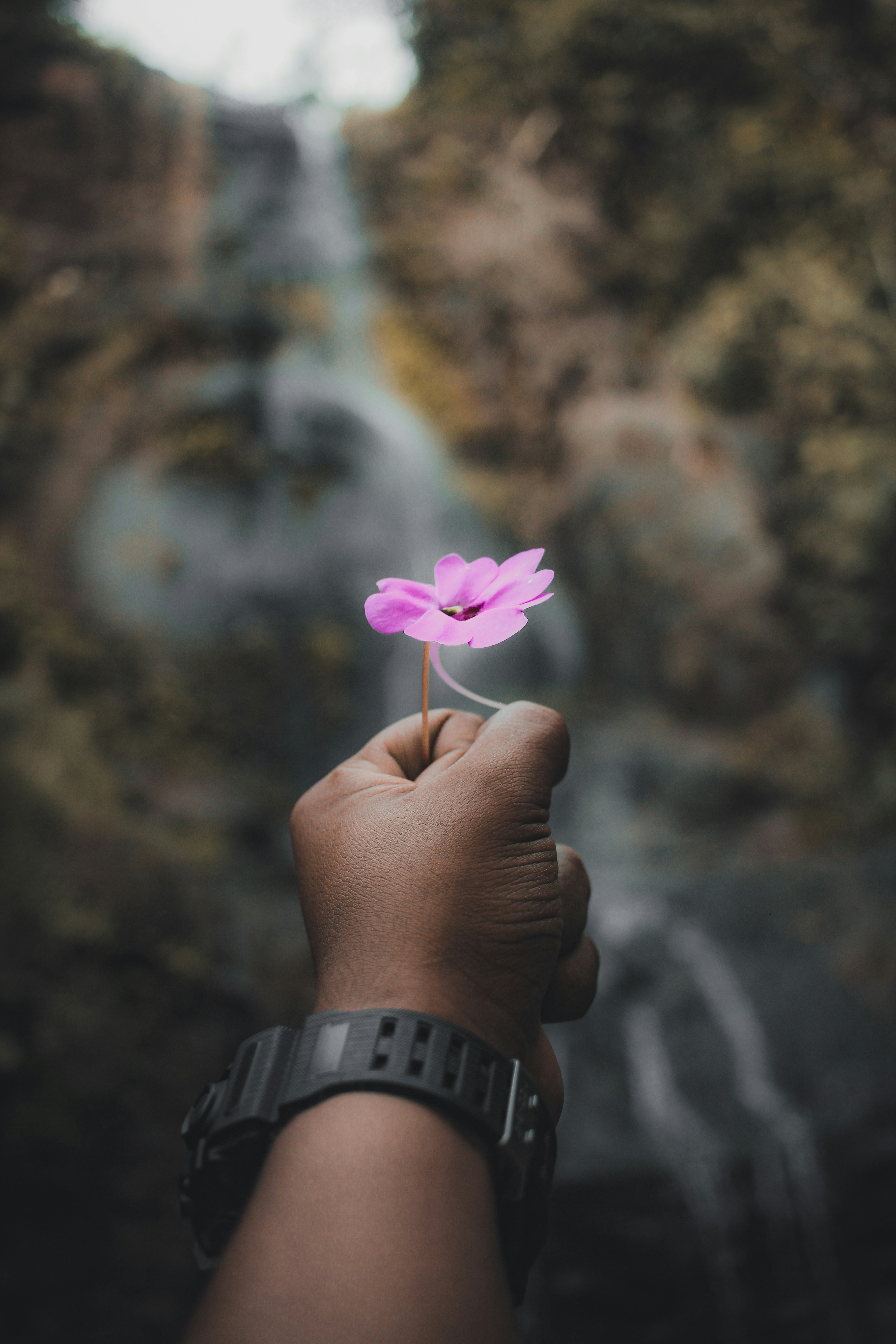 Petal Against the Velvet Blur: Handheld Pink Flower by a Cascade