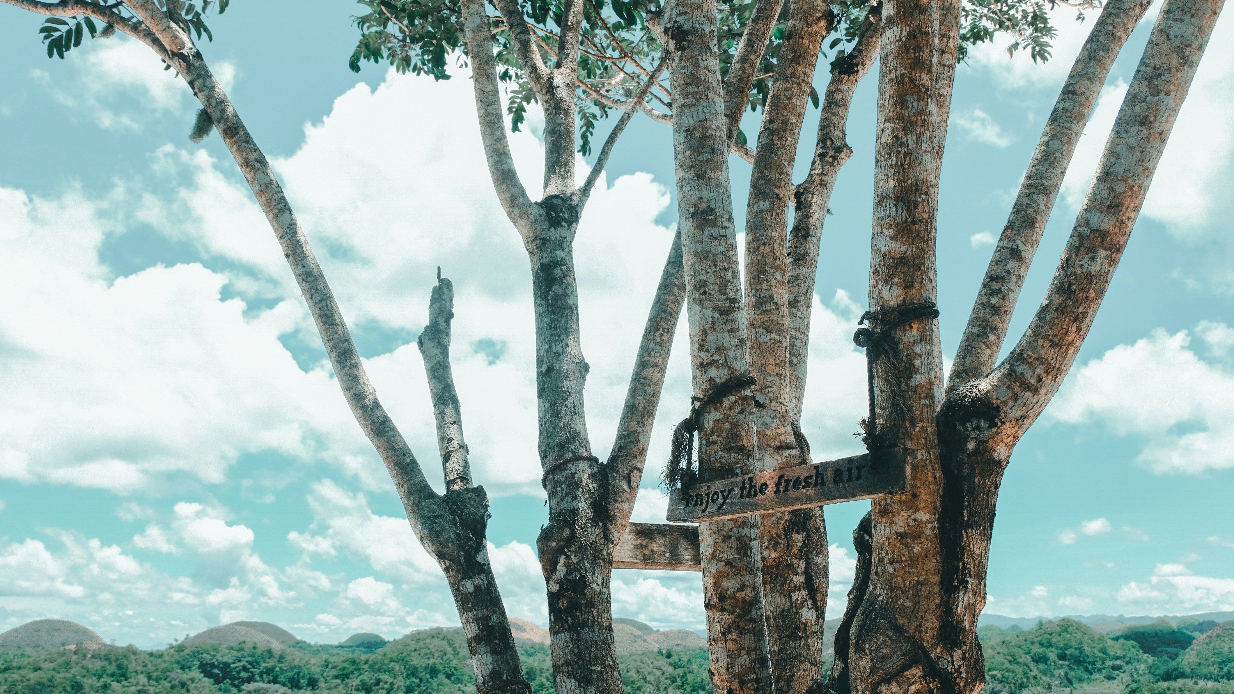 A cluster of tall trees with a wooden sign reading 'Enjoy the Fresh Air' amidst a vibrant blue sky and lush green hills in the background.