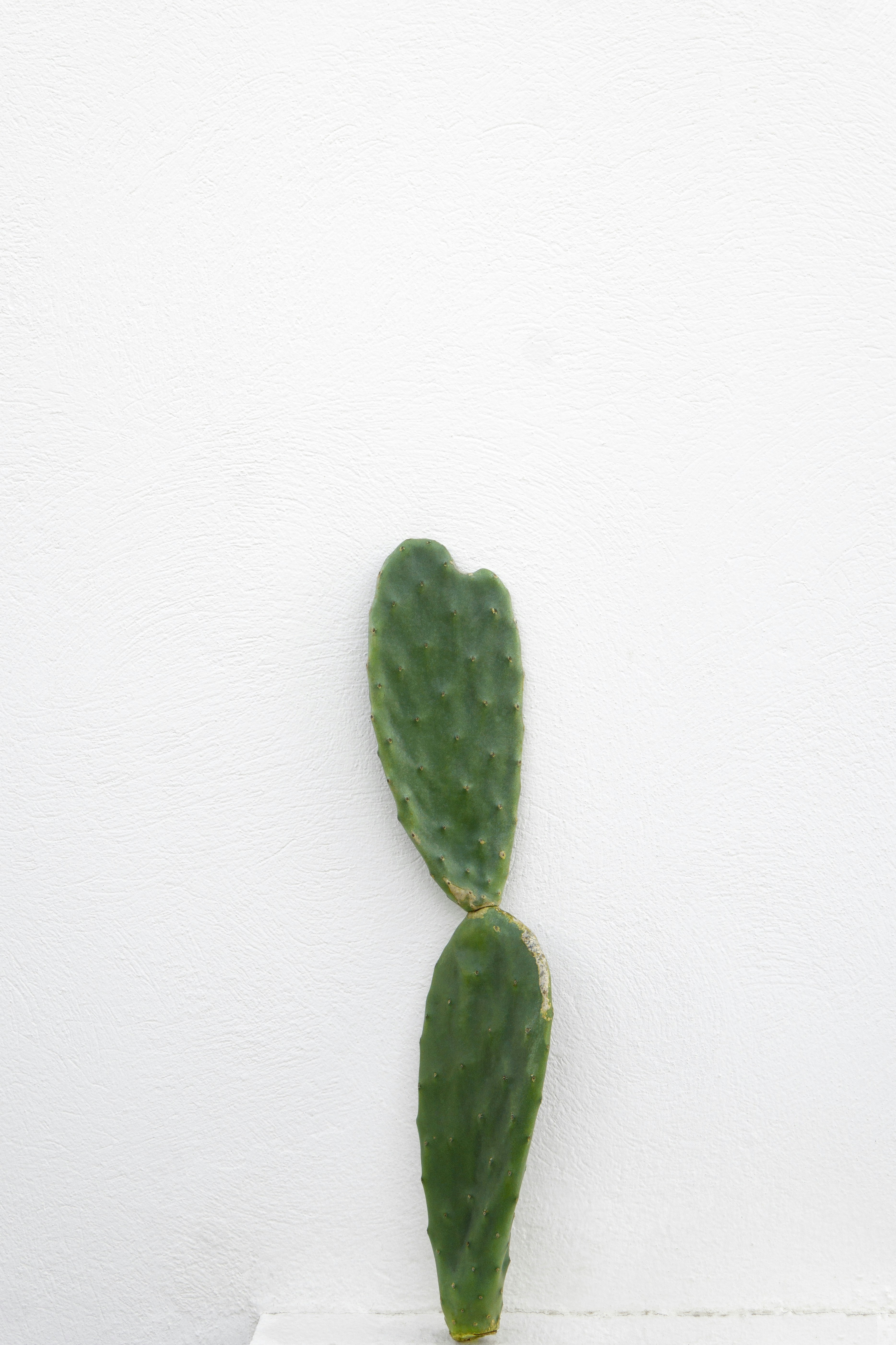A tall cactus with a unique shape stands against a minimalist white background, showcasing its natural beauty and simplicity.