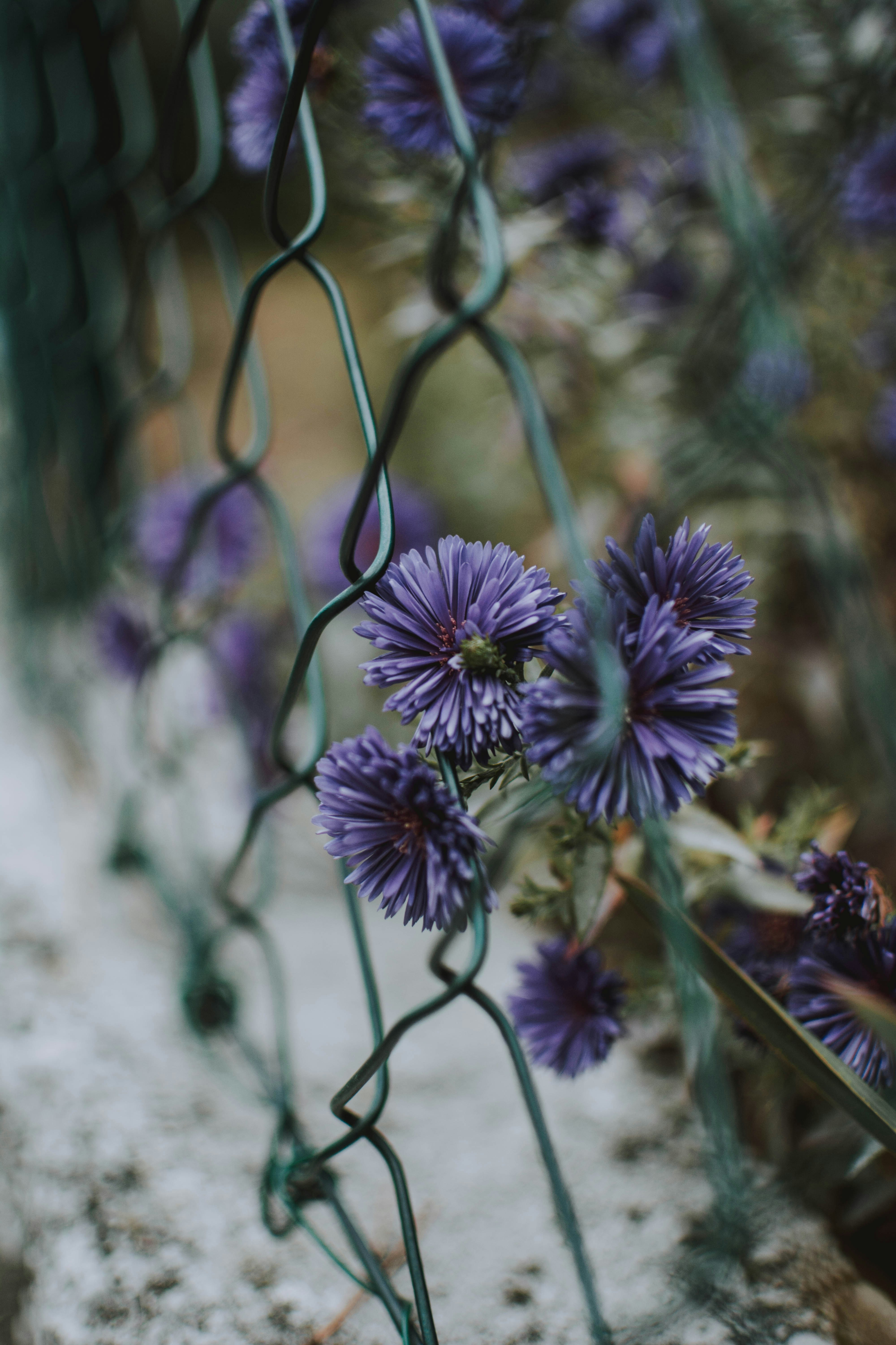 Details | purple aster flowers beside chain link fence