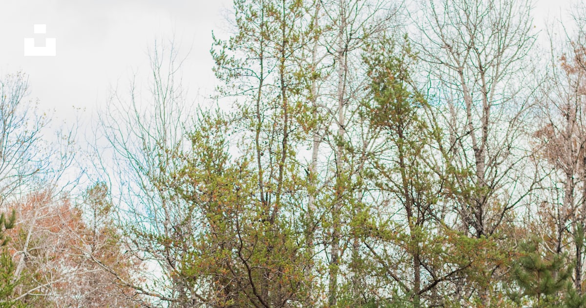 Blue and white camper trailer beside trees during daytime photo – Free ... Blue and white camper trailer beside trees during daytime photo – Free ...