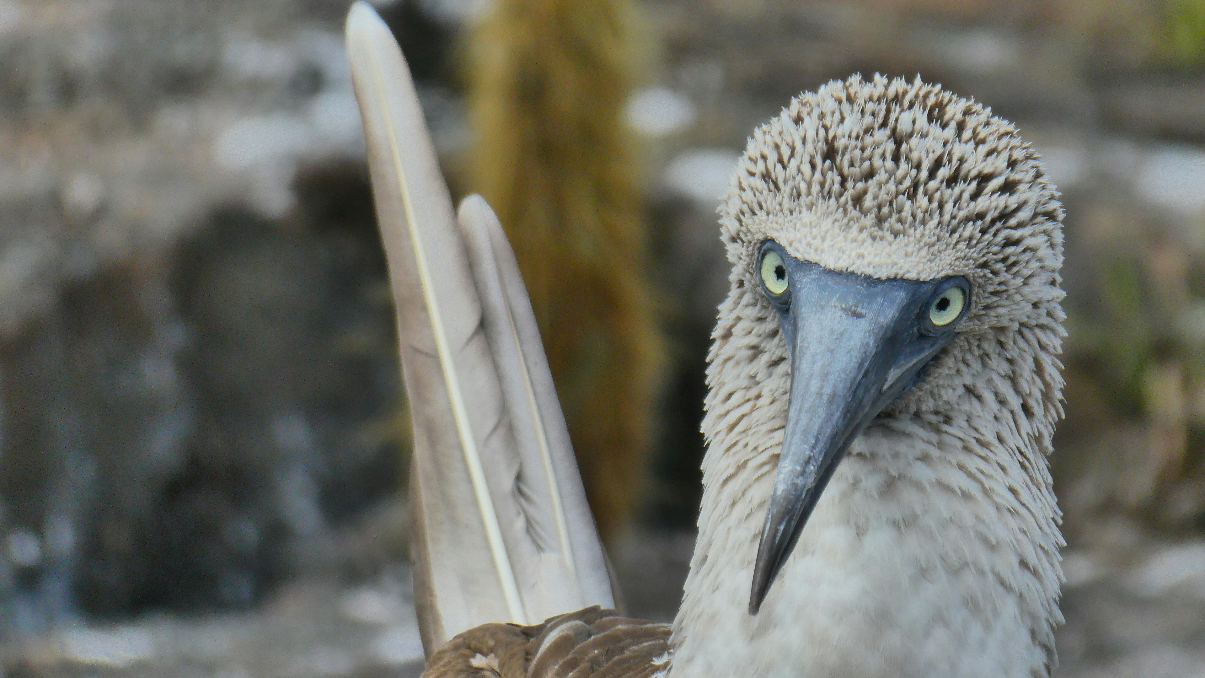 Eyes of Focus: A Pied-Billed Predator Locks On