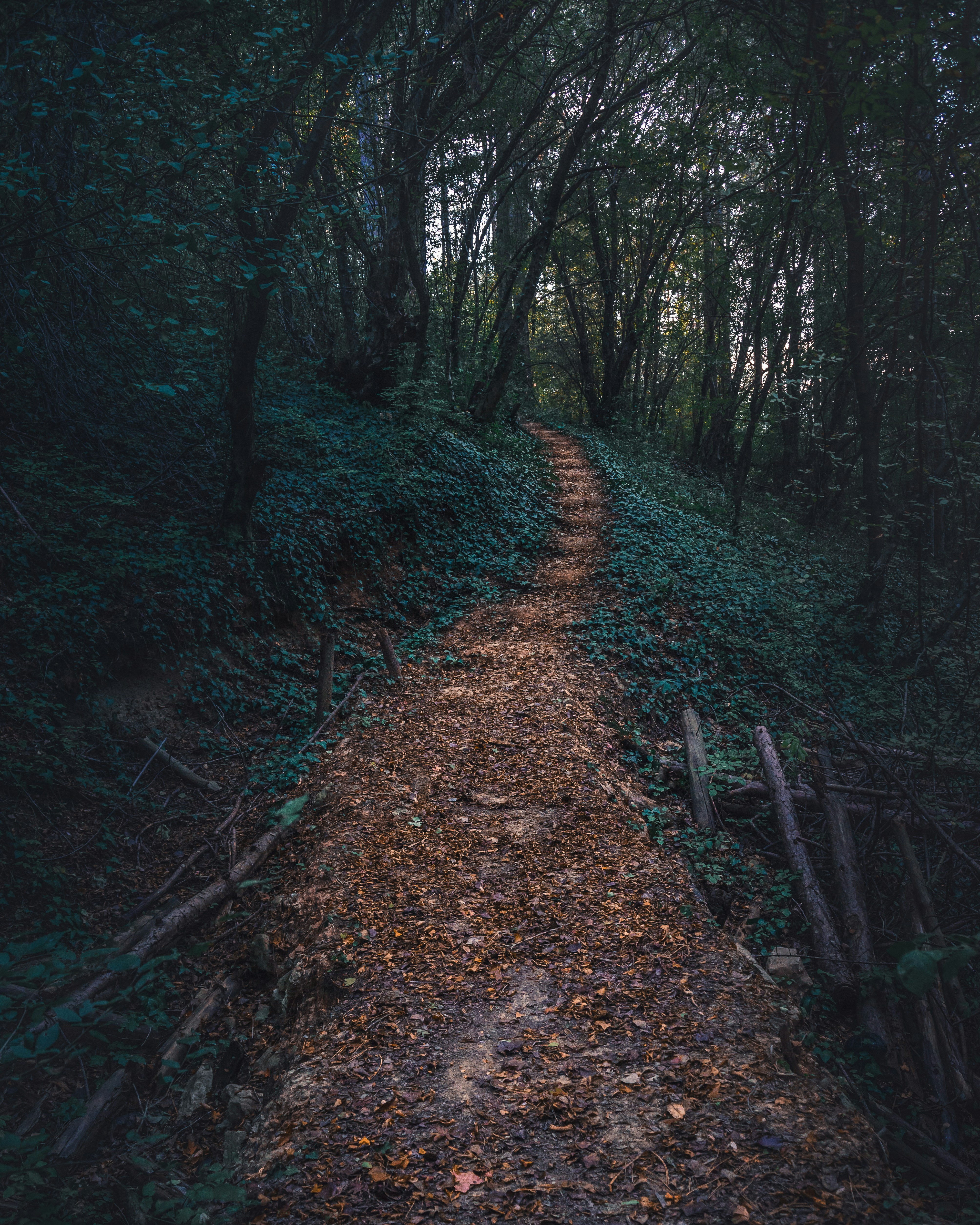 Pathway on forest photo – Free Grey Image on Unsplash