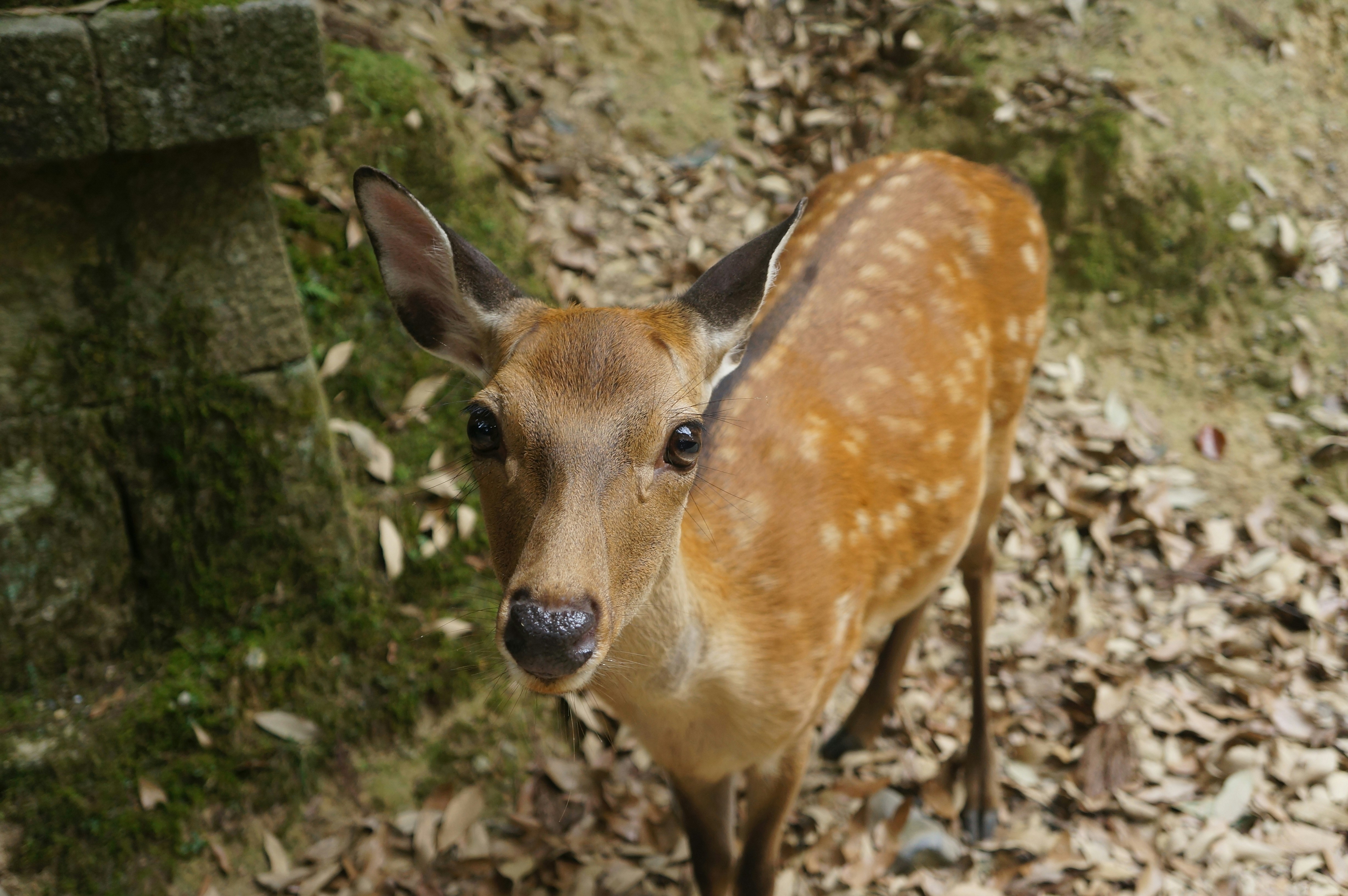 Brown deer standing beside concrete wall photo – Free Brown Image on ...