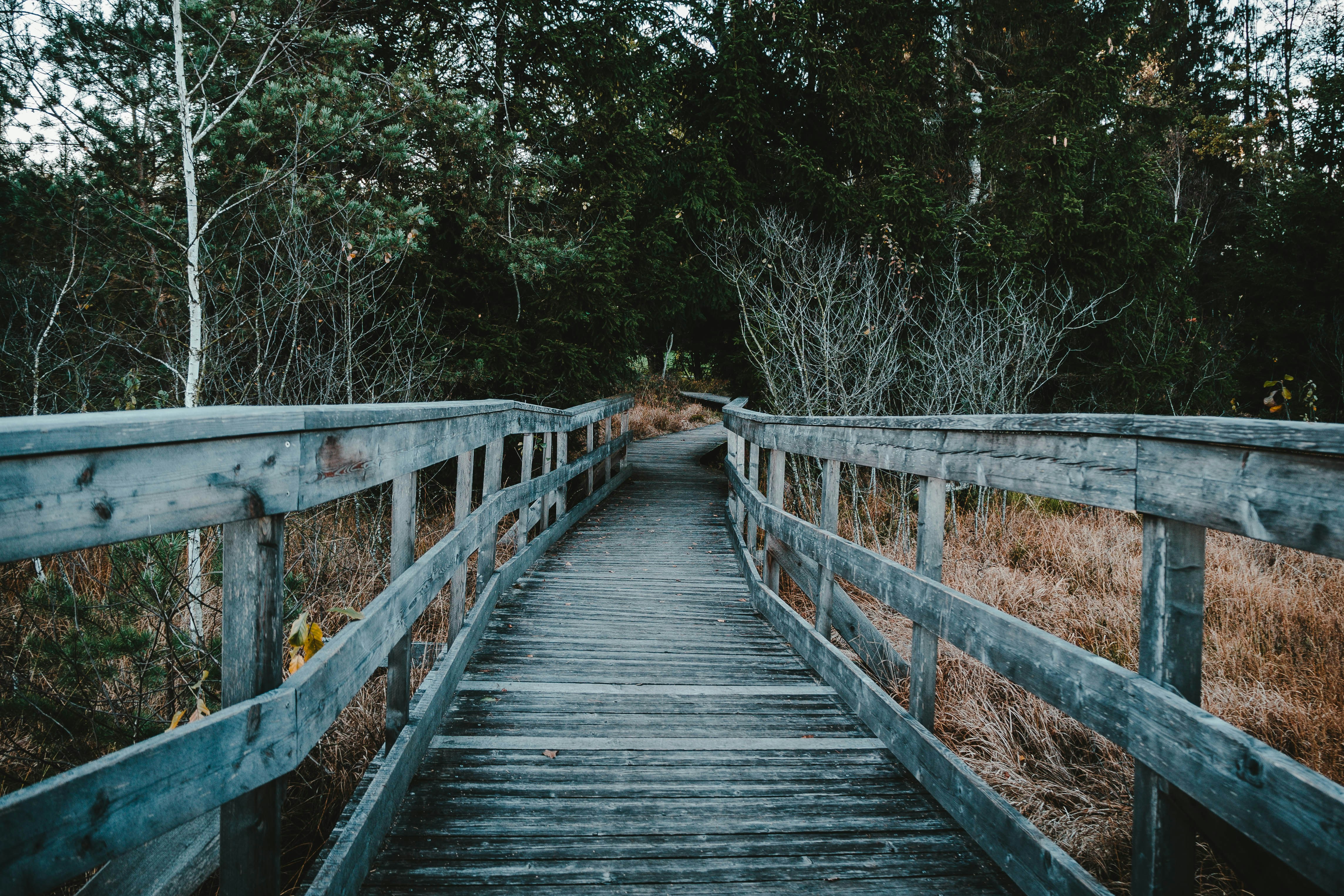 Gray wooden bridge between trees photo – Free Wenger moor Image on Unsplash