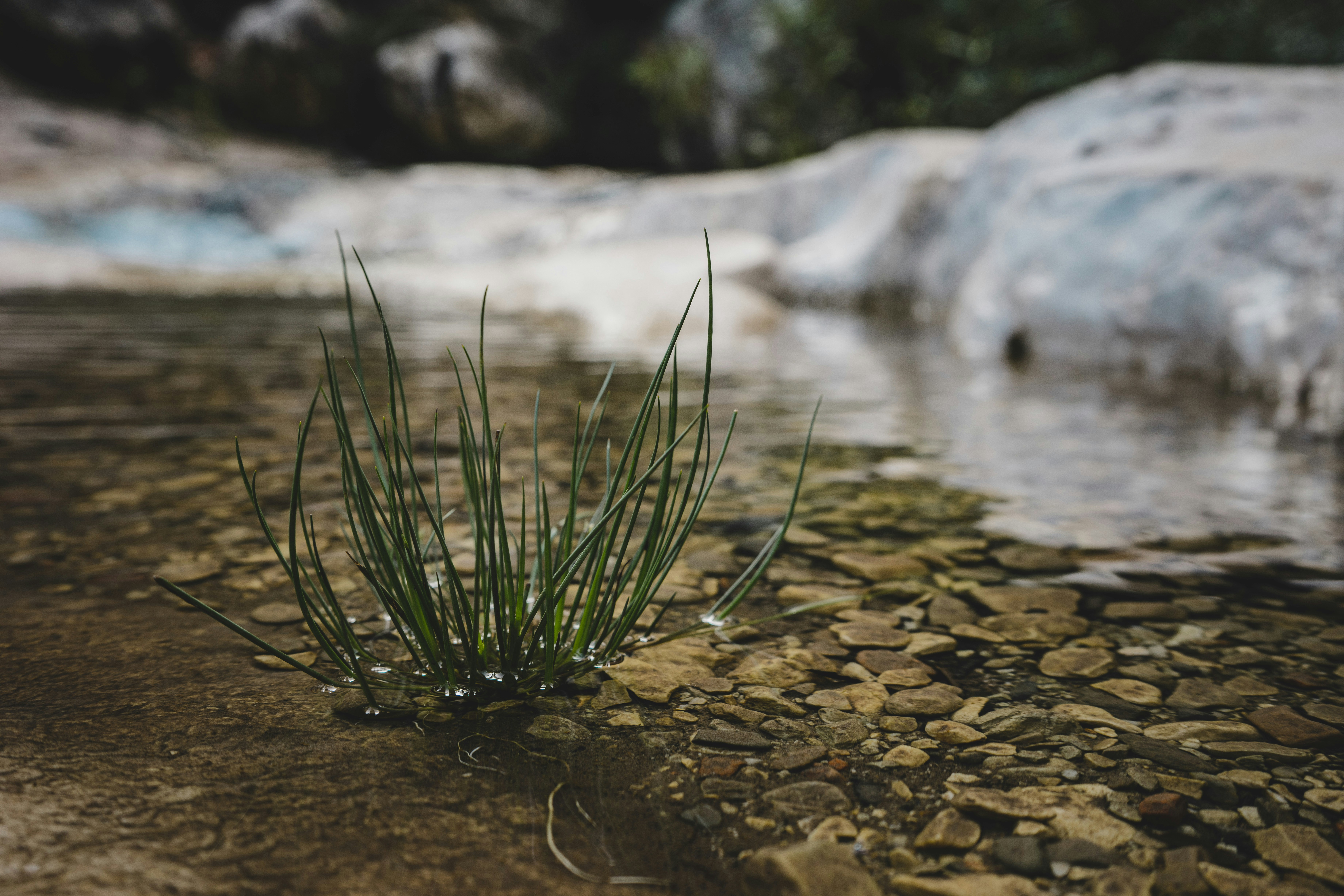 Lush green grass sprouting from the clear waters of a serene stream, surrounded by smooth stones and gentle reflections.
