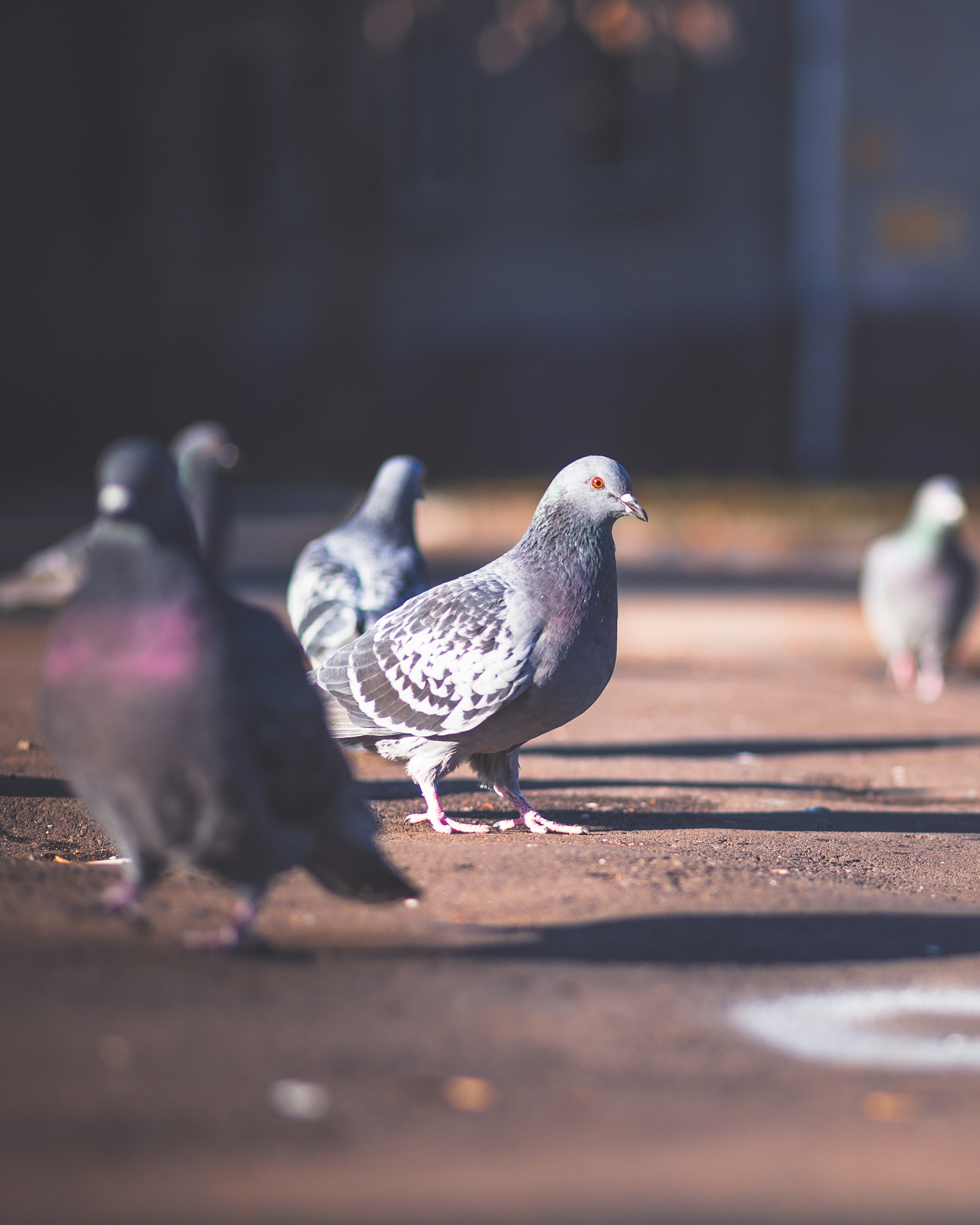 Pigeons Pictures | Download Free Images on Unsplash