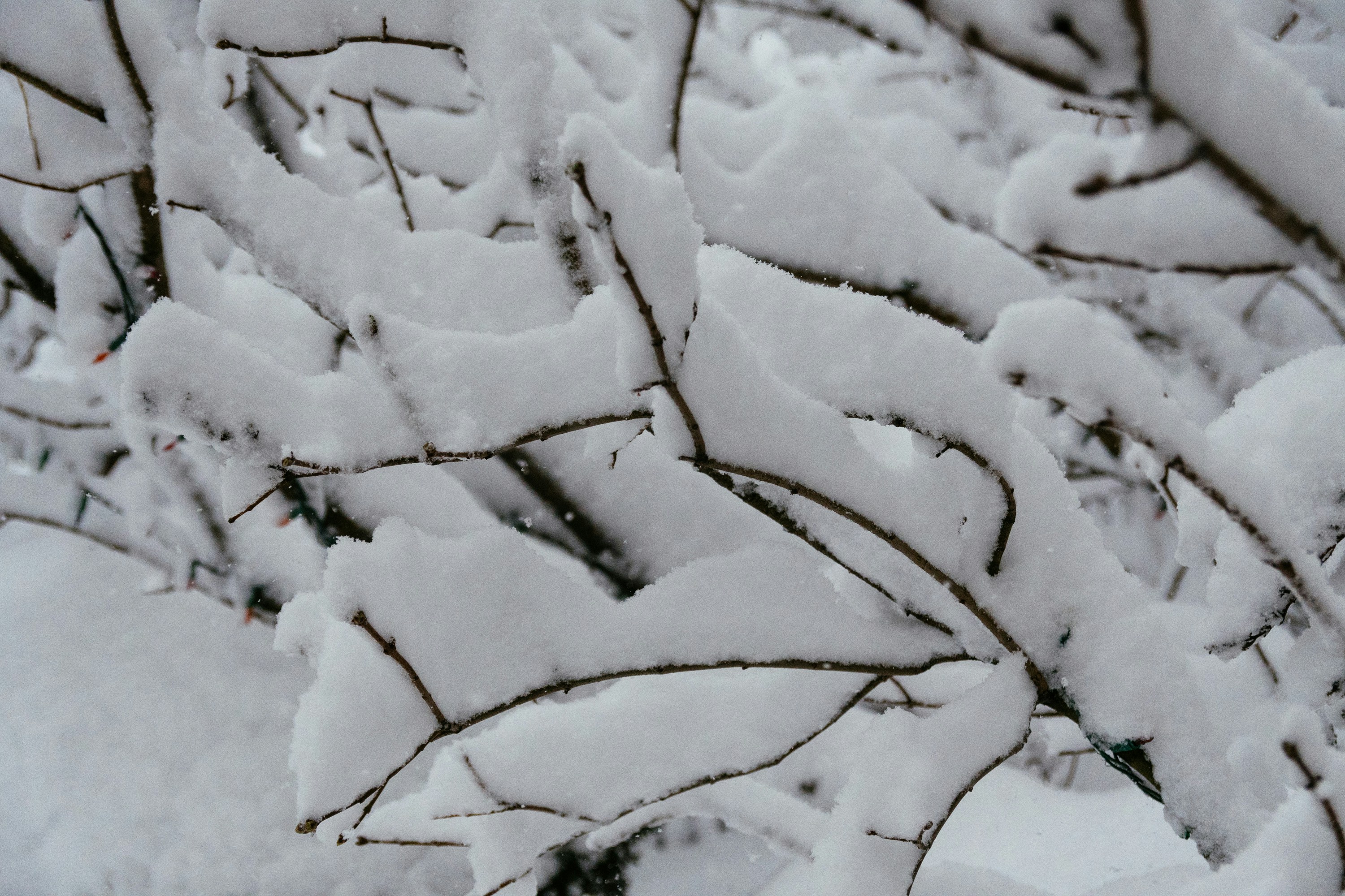 Branches draped in a thick layer of snow create a serene winter scene, highlighting nature's quiet beauty.