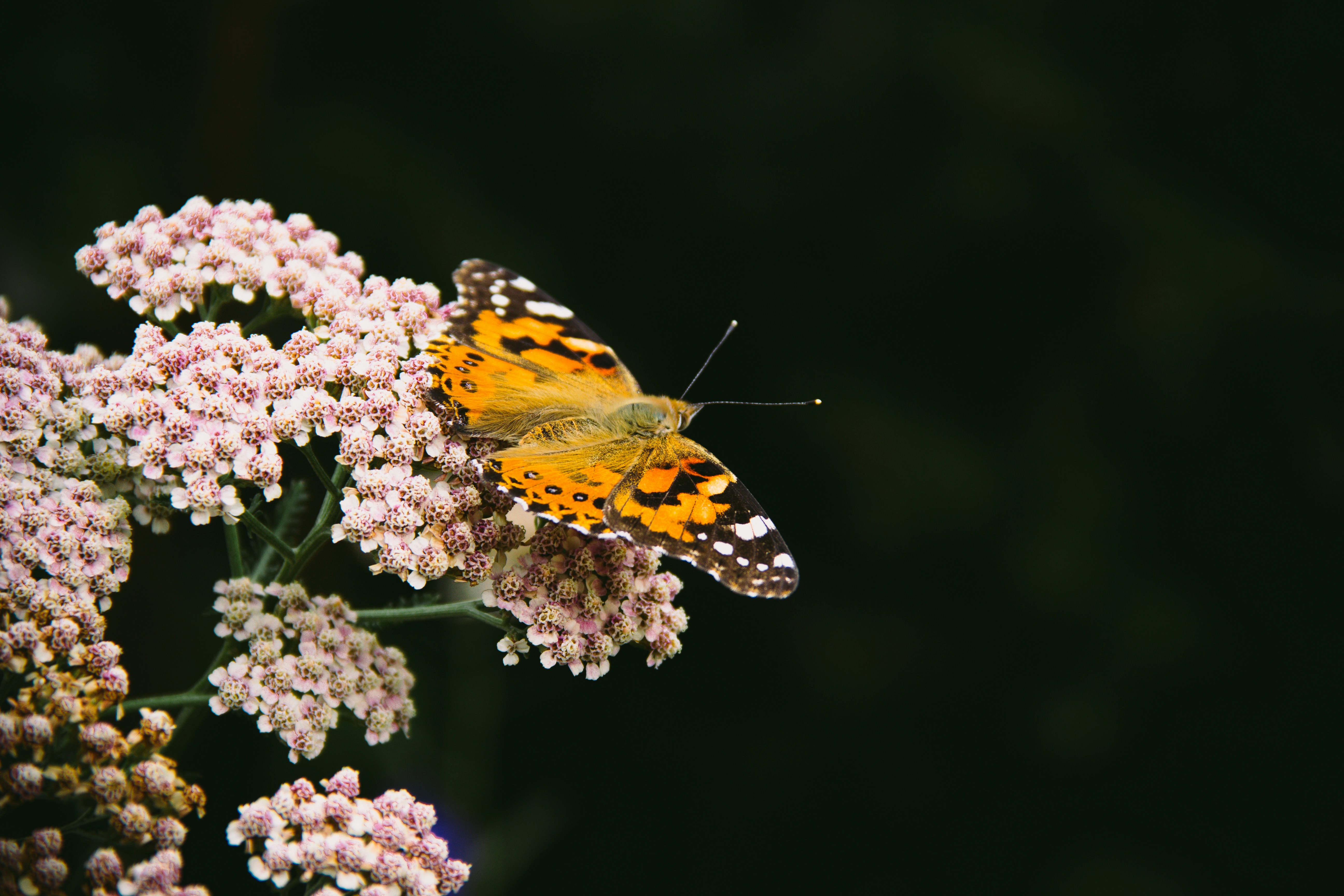 Monarch | yellow butterfly perching on flower