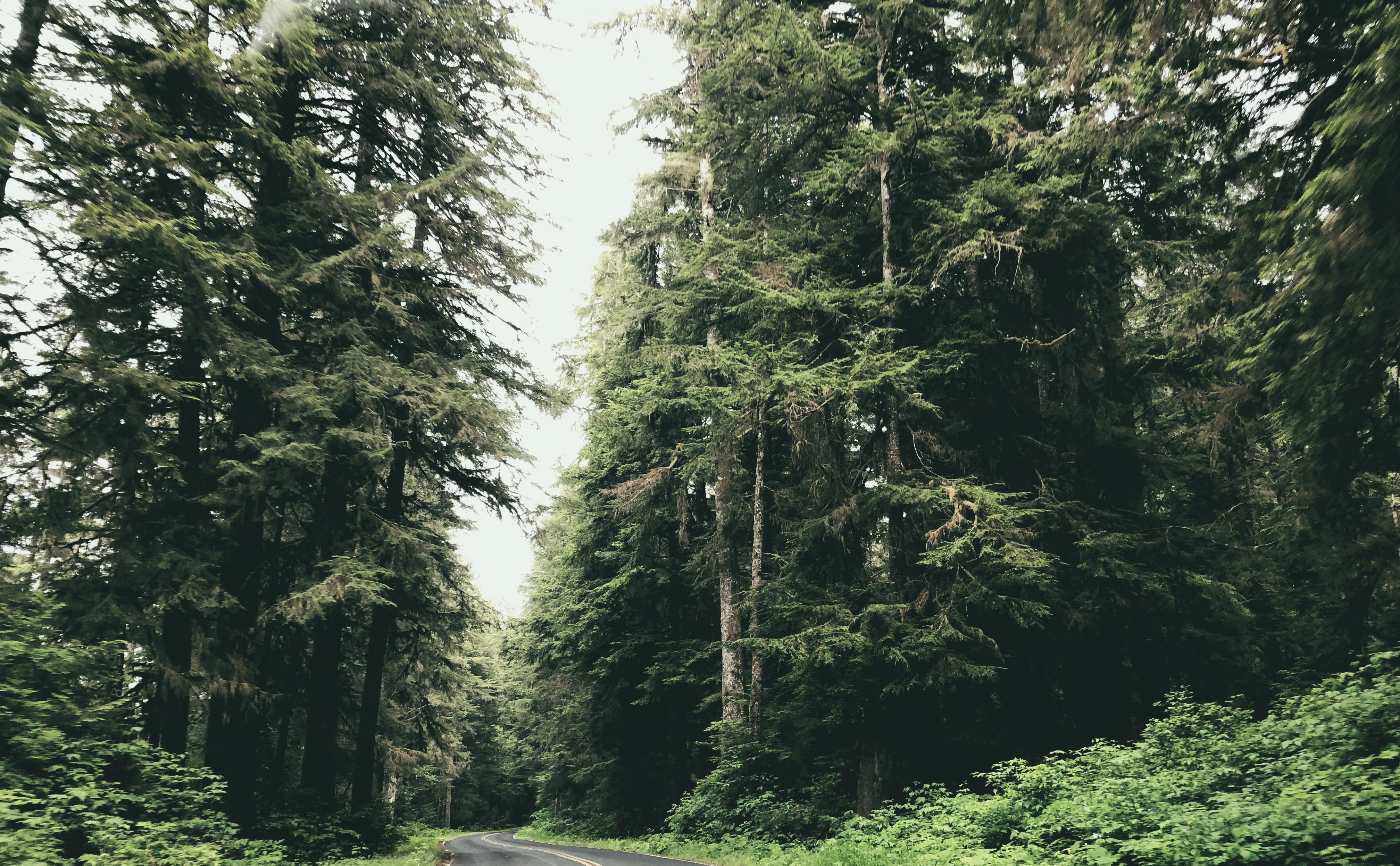 Asphalt road winding through towering forest trees under an overcast sky.