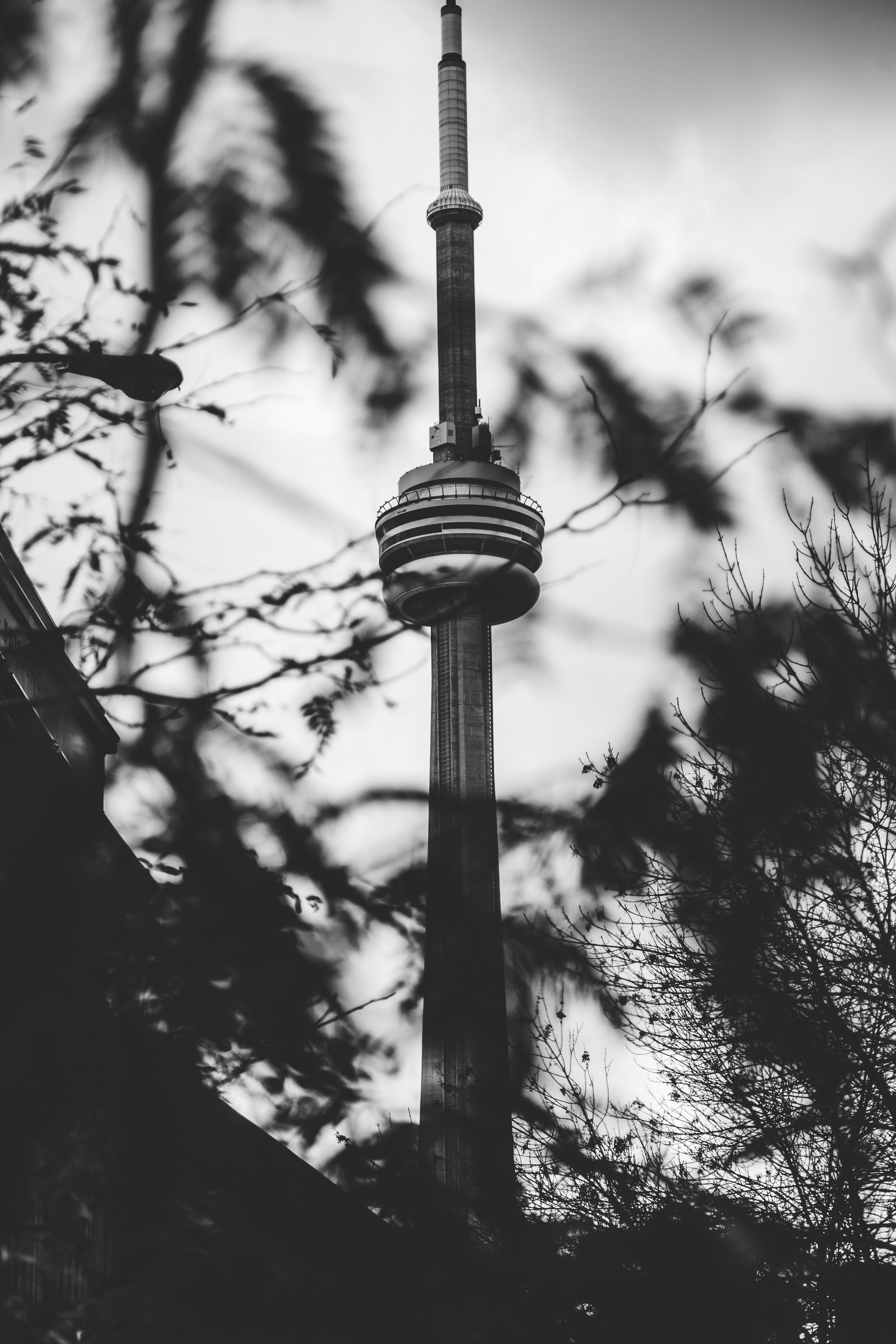 Silhouette through the Pines: The CN Tower in a Framed Monochrome Moment