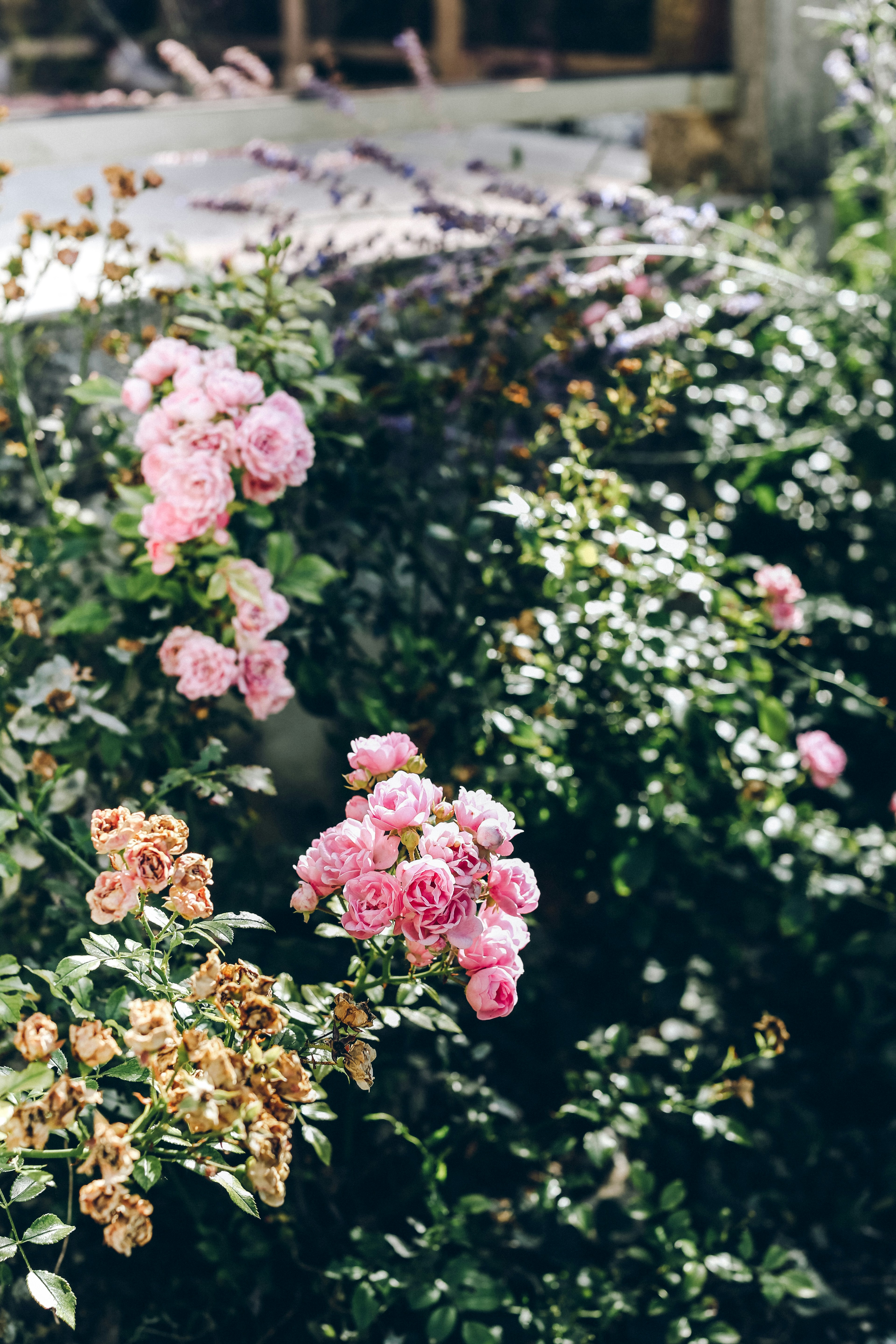 Bed of pink roses photo – Free Champagné Image on Unsplash