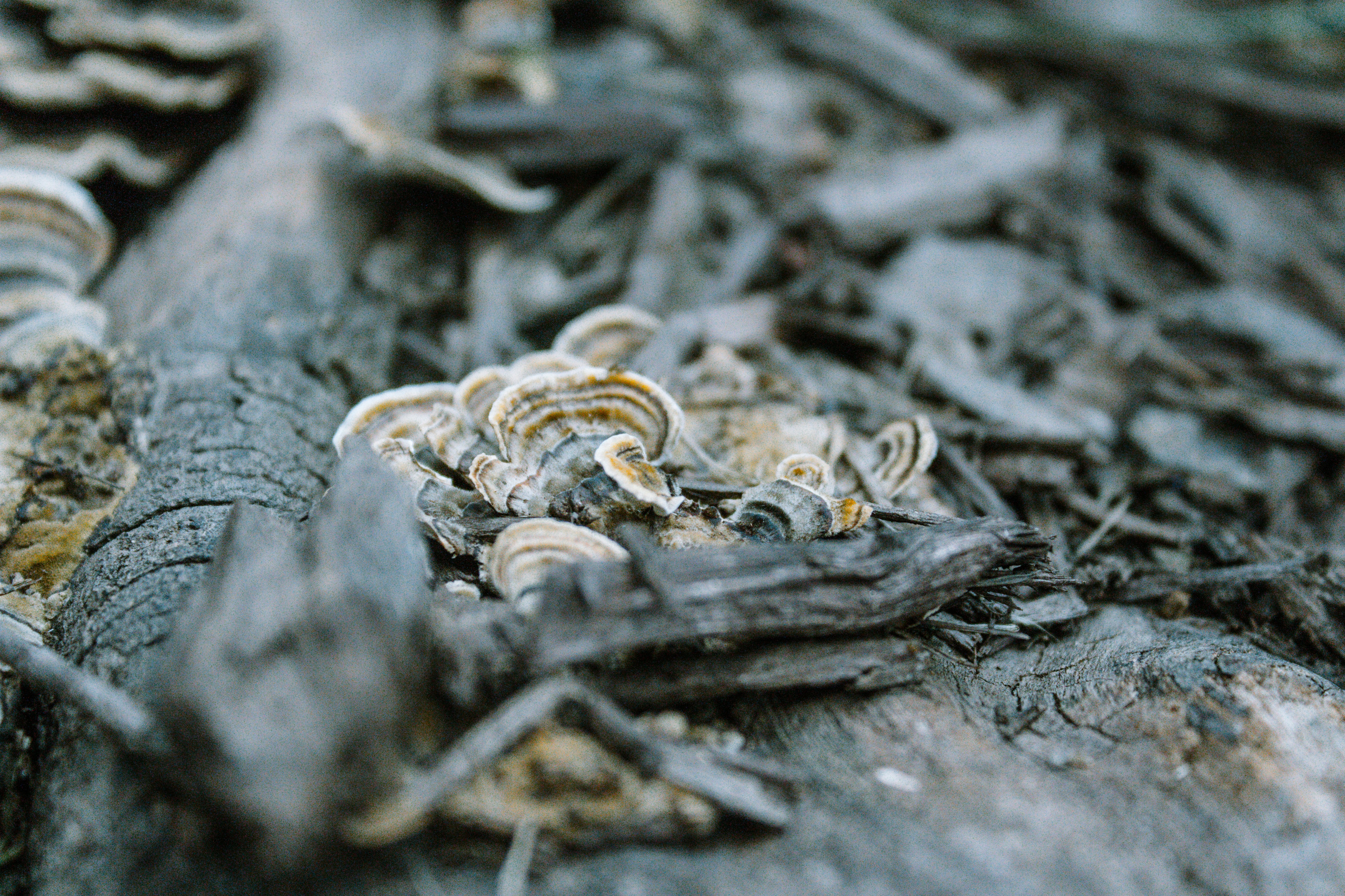 White fungi growing on a decaying tree trunk amid forest debris.