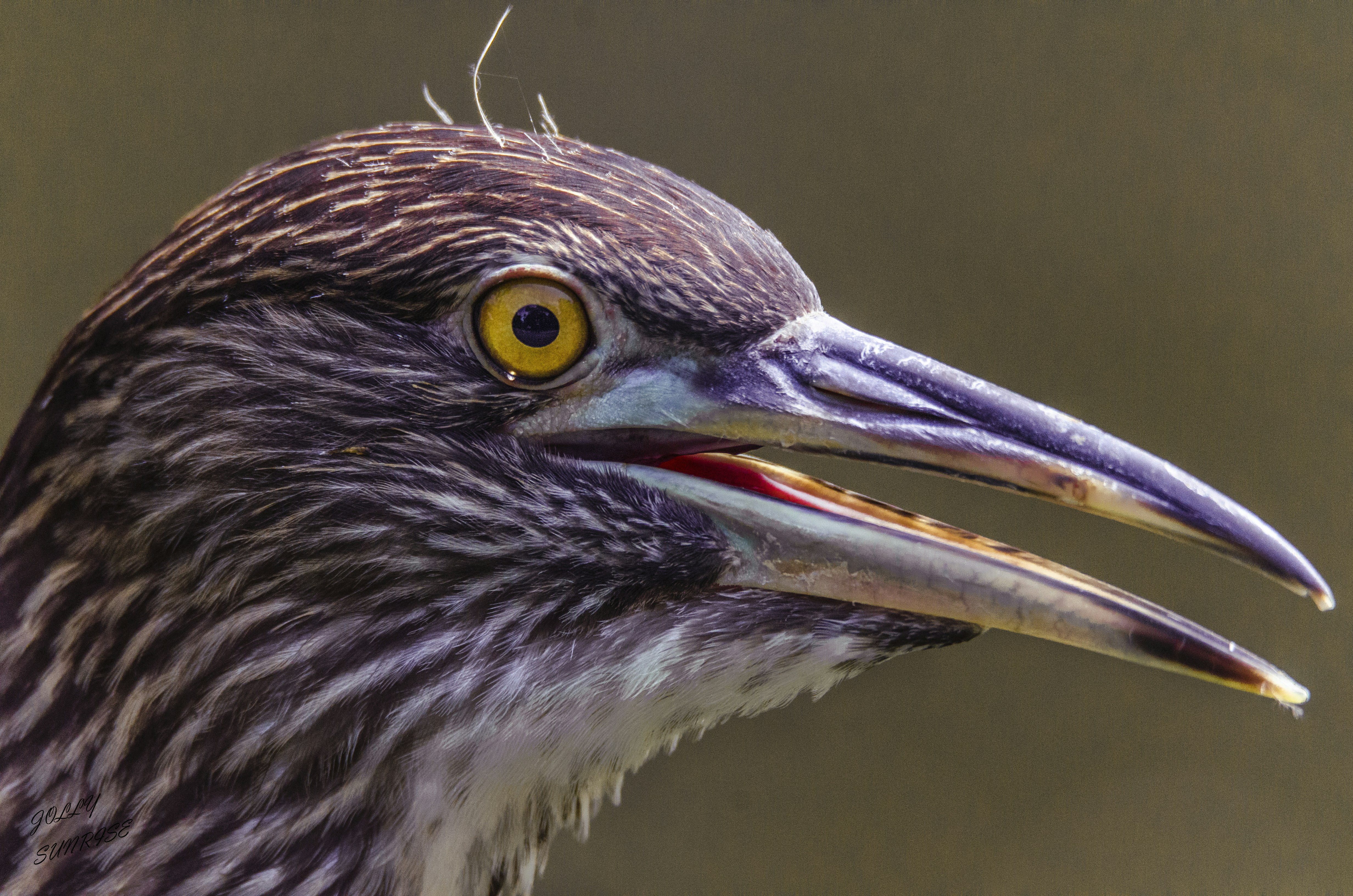 Close-up of a heron's face, showcasing its striking yellow eye and intricate feather patterns against a blurred background.