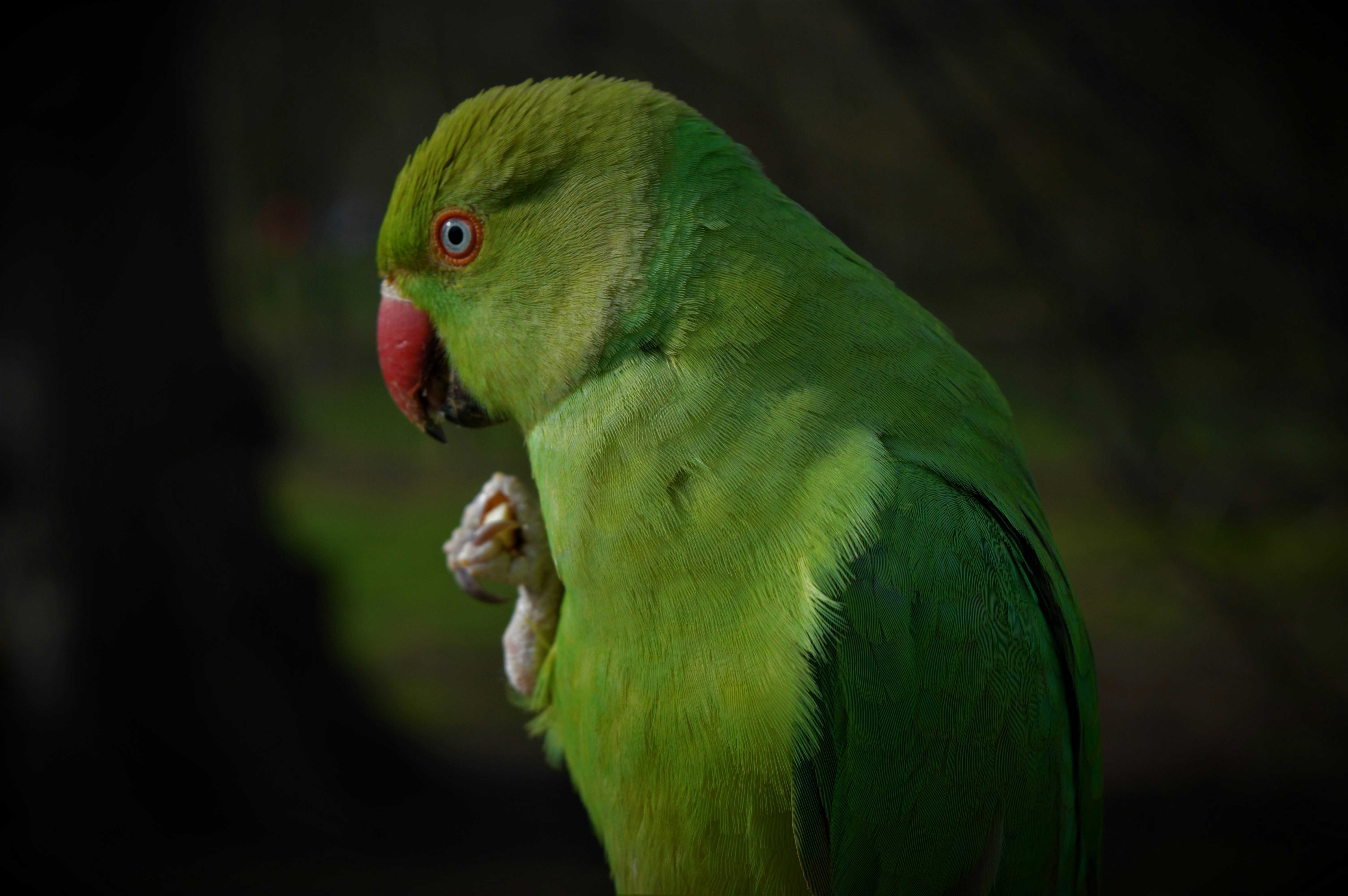 Green parrot photo – Free Green Image on Unsplash