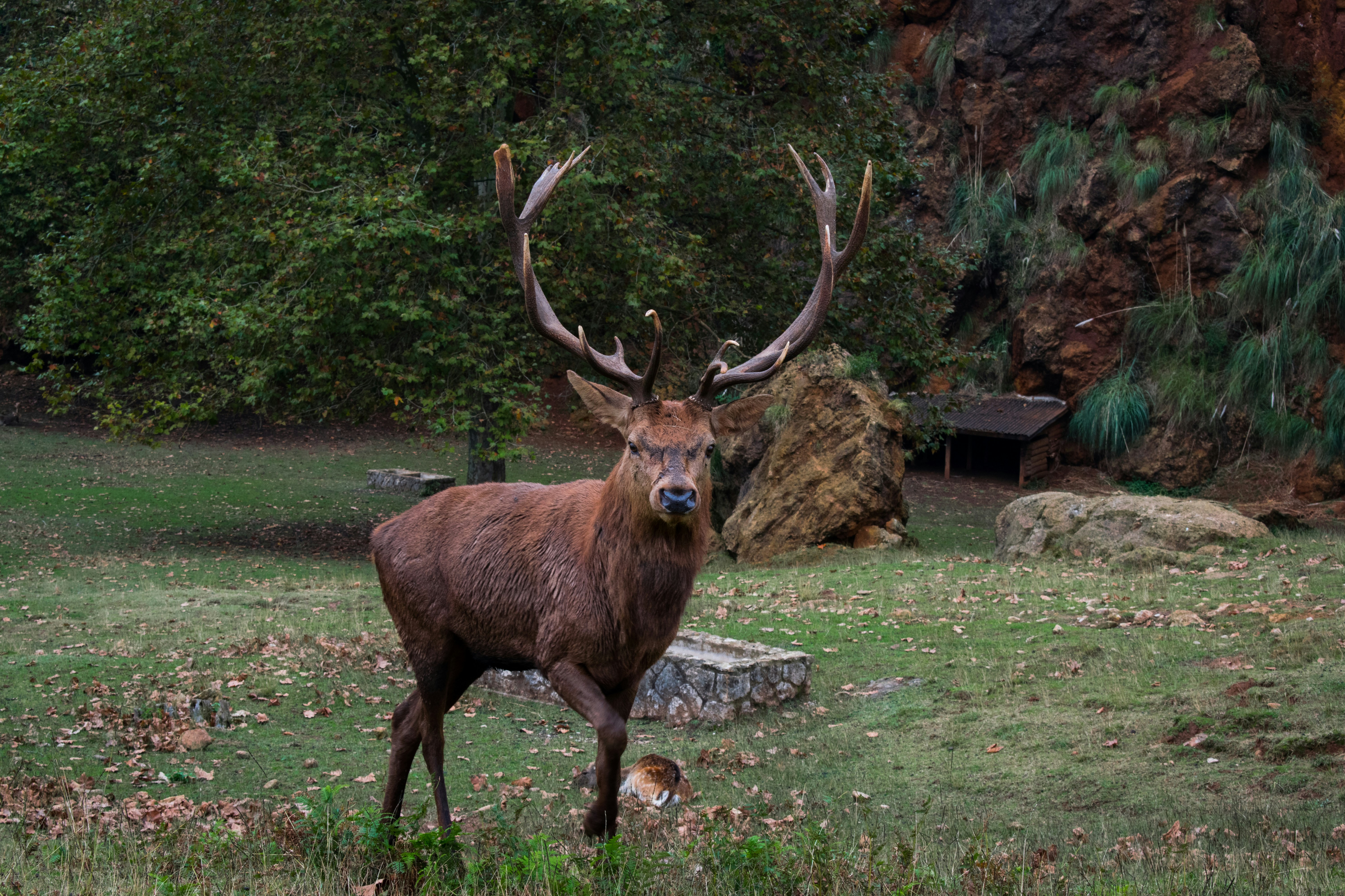 A regal stag with impressive antlers walks through a serene landscape adorned with fallen leaves and rocky formations.