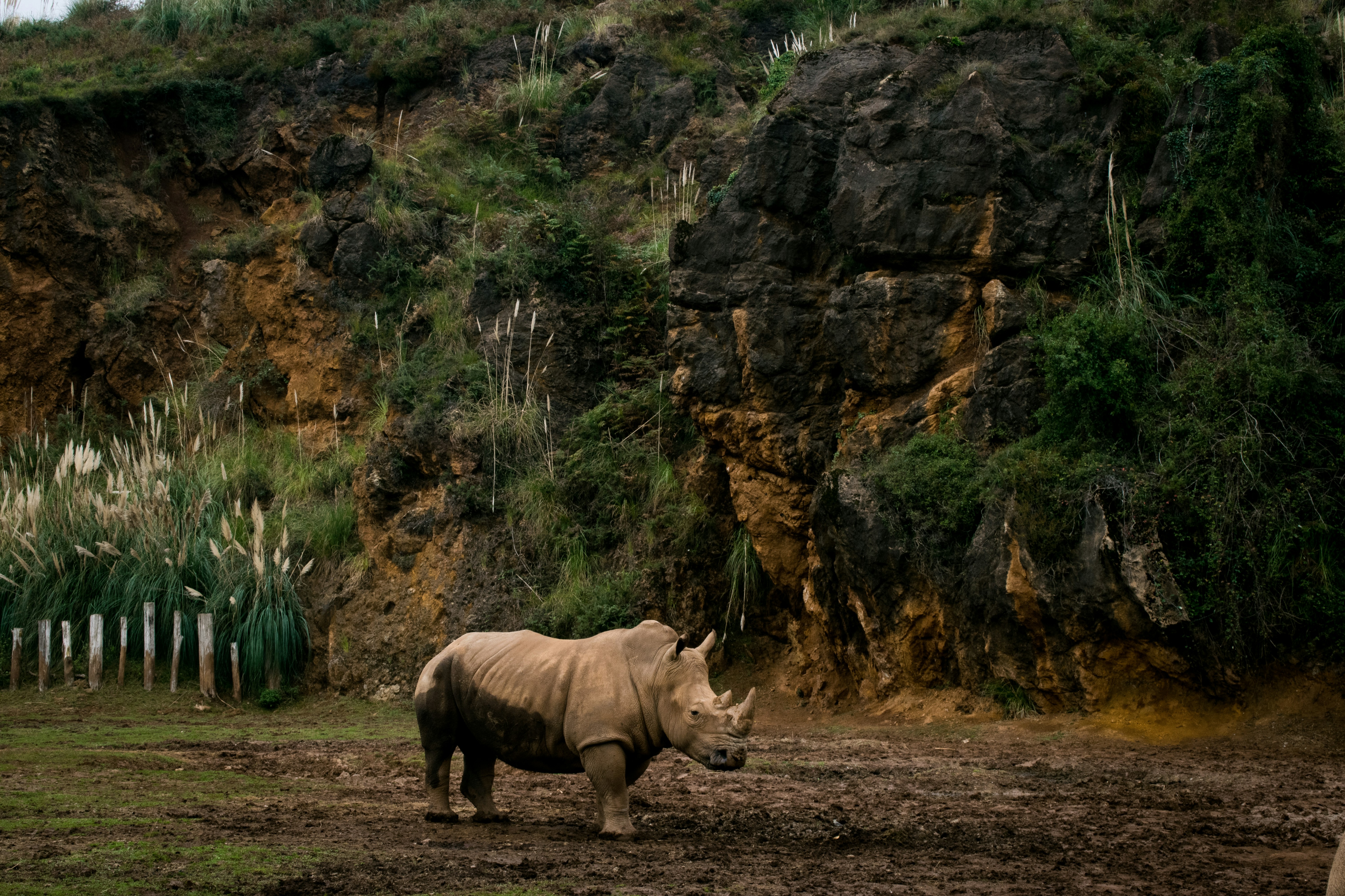 Grey rhinoceros standing on mud by the cliff photo – Free Cabárceno ...