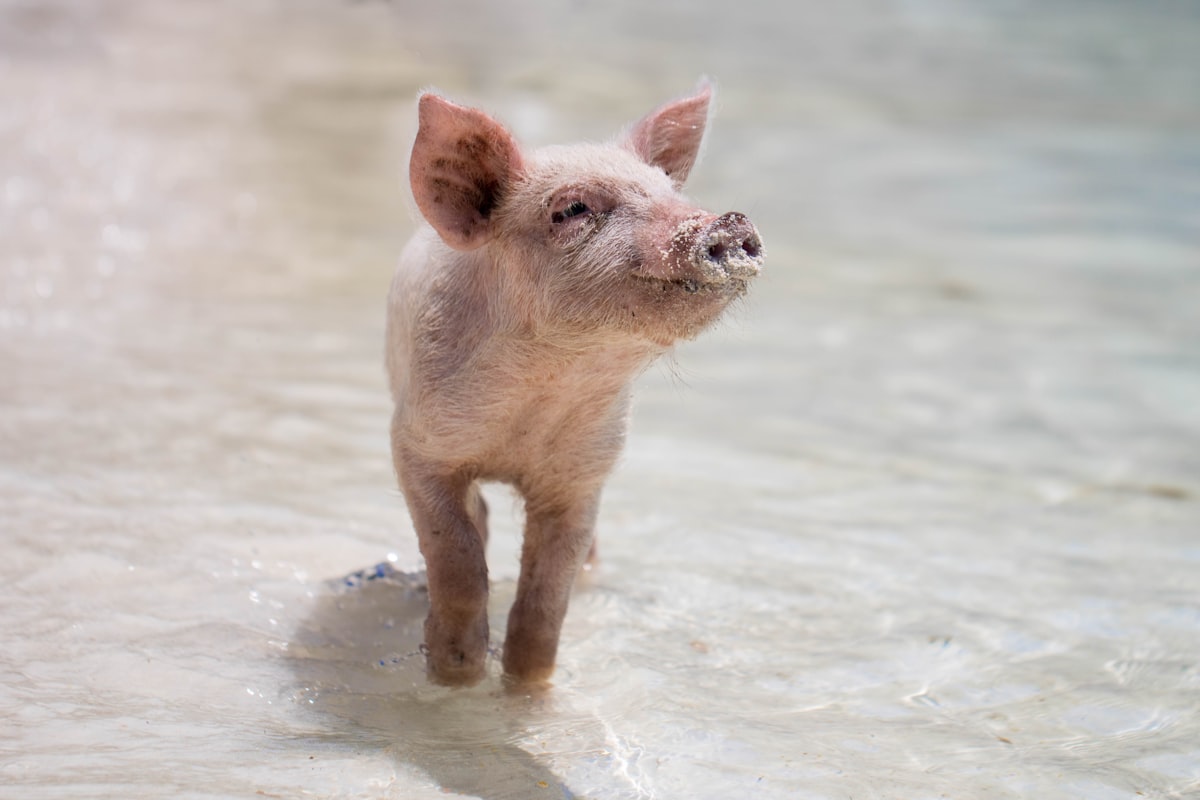 The Best Beaches in the Bahamas: From Nassau to the Exumas ...