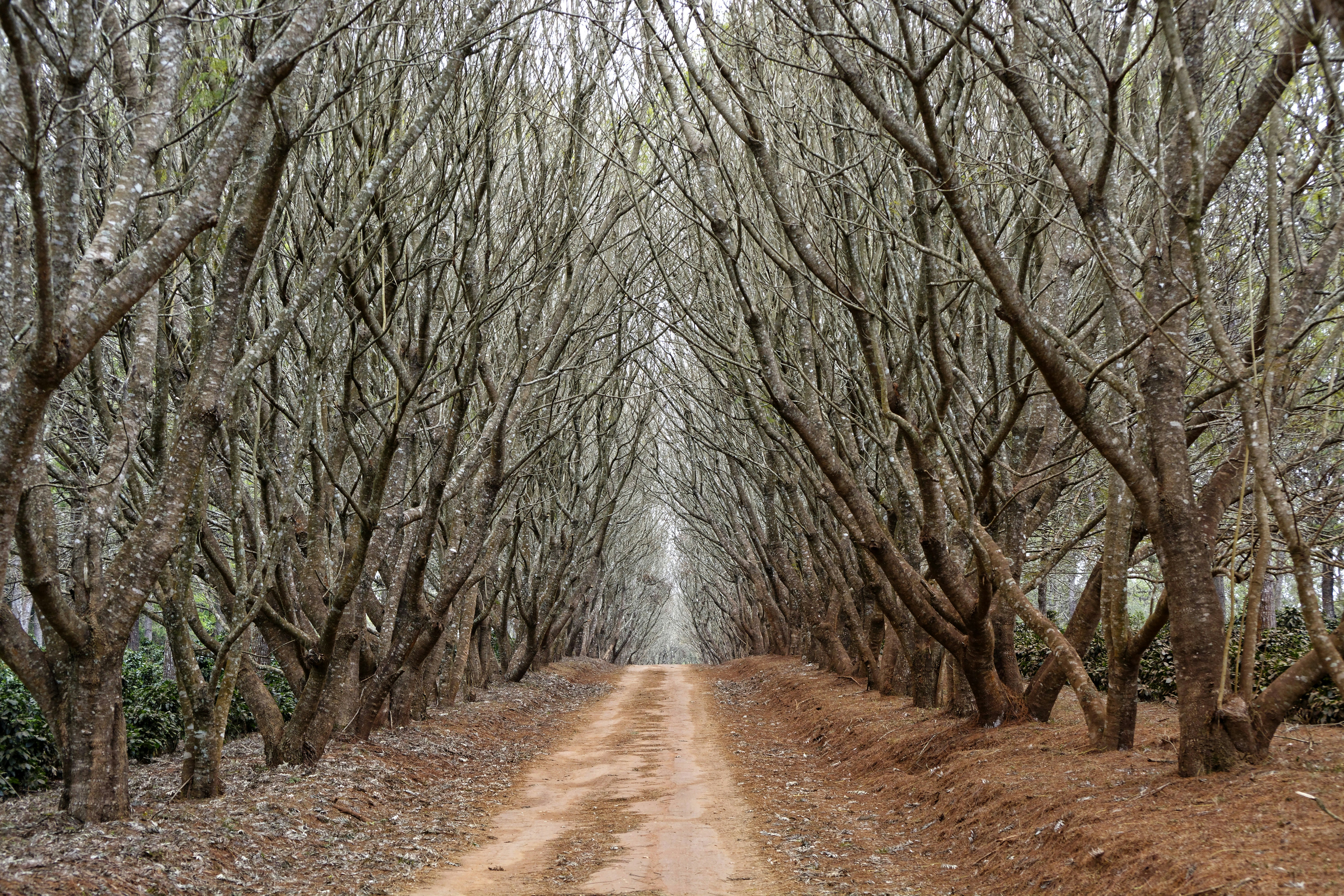 Pathway between trees photo – Free Trees Image on Unsplash