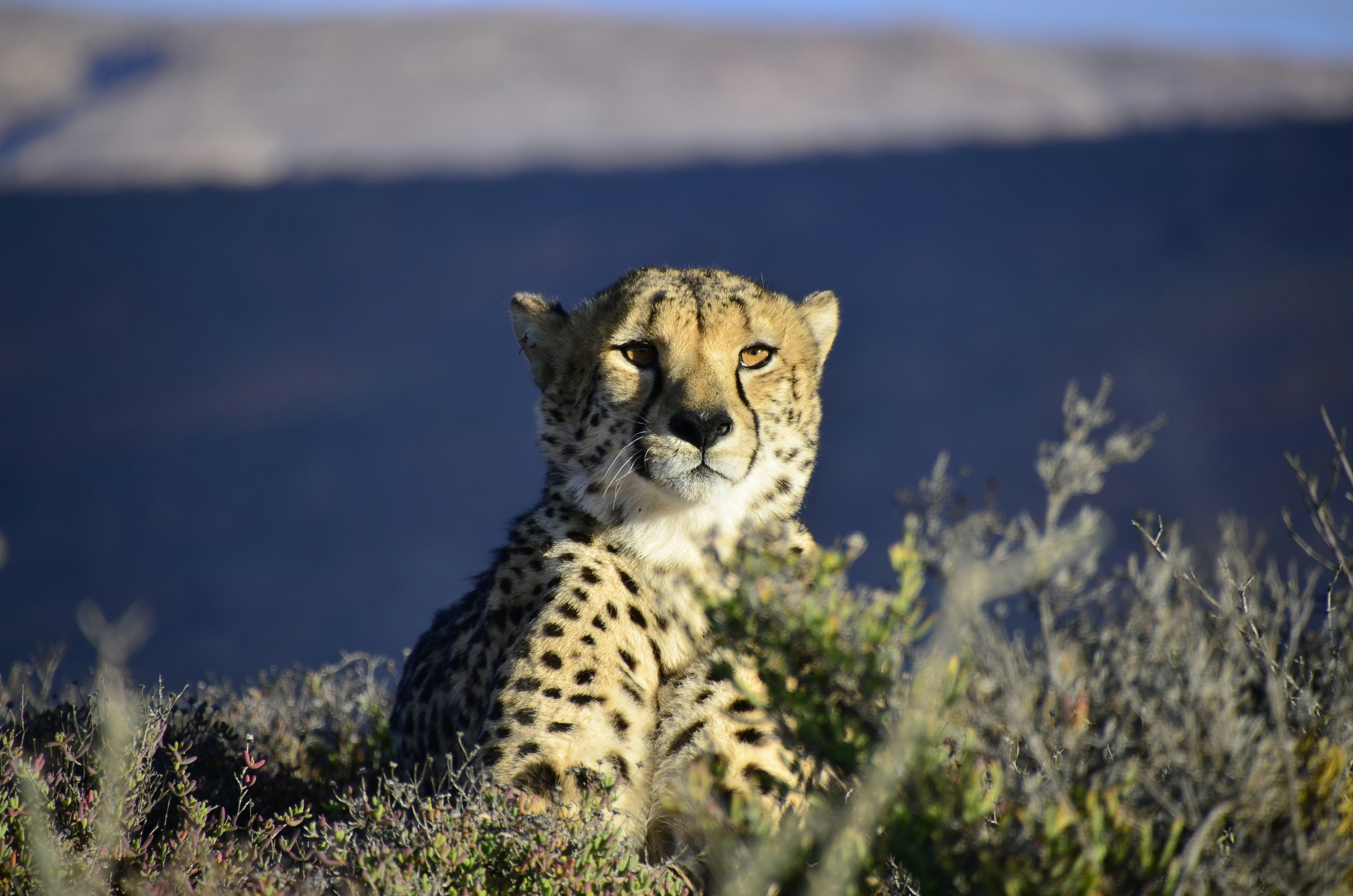 On a family trip to the Sanbona Nature Reserve we came across a pair of cheetahs who were just waking up as the sun was setting.  I was able to get close enough to them to take a number of pictures of this one who was sitting up a few yards away from his dozing brother.  The evening sun was coming from the side and the light was such that the mountains behind turned a dark blue, forming a perfect backdrop.
Sanbona is about 4 hours’ drive from Cape Town in the scrubland semi-desert of the Karoo - which explains the heather-like plants that can be seen in the picture. | leopard sitting on grass field