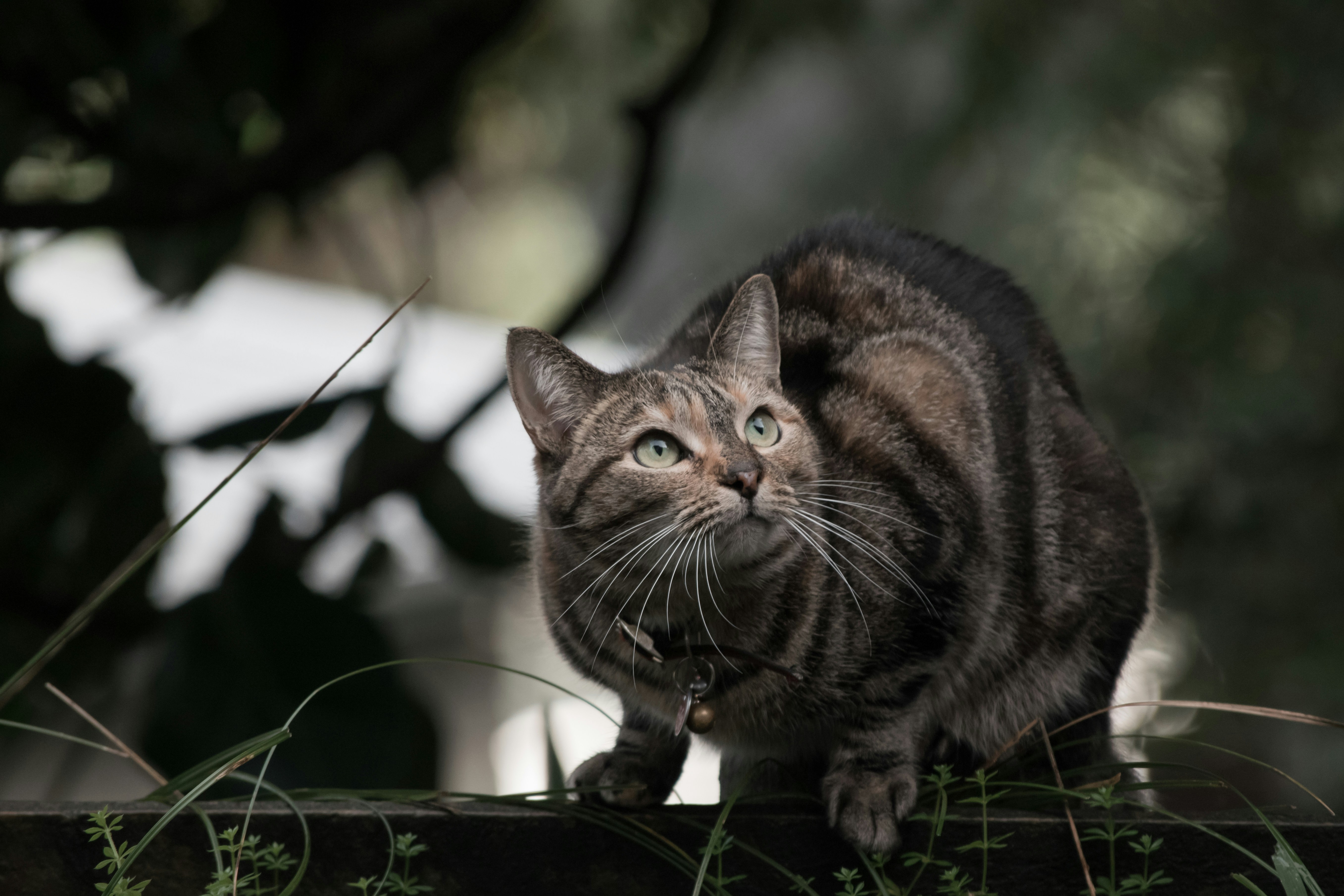 A striped cat poised on a wooden ledge, gazing intently upwards amidst a backdrop of blurred greenery. The scene captures the cat's alert demeanor and intricate fur patterns.