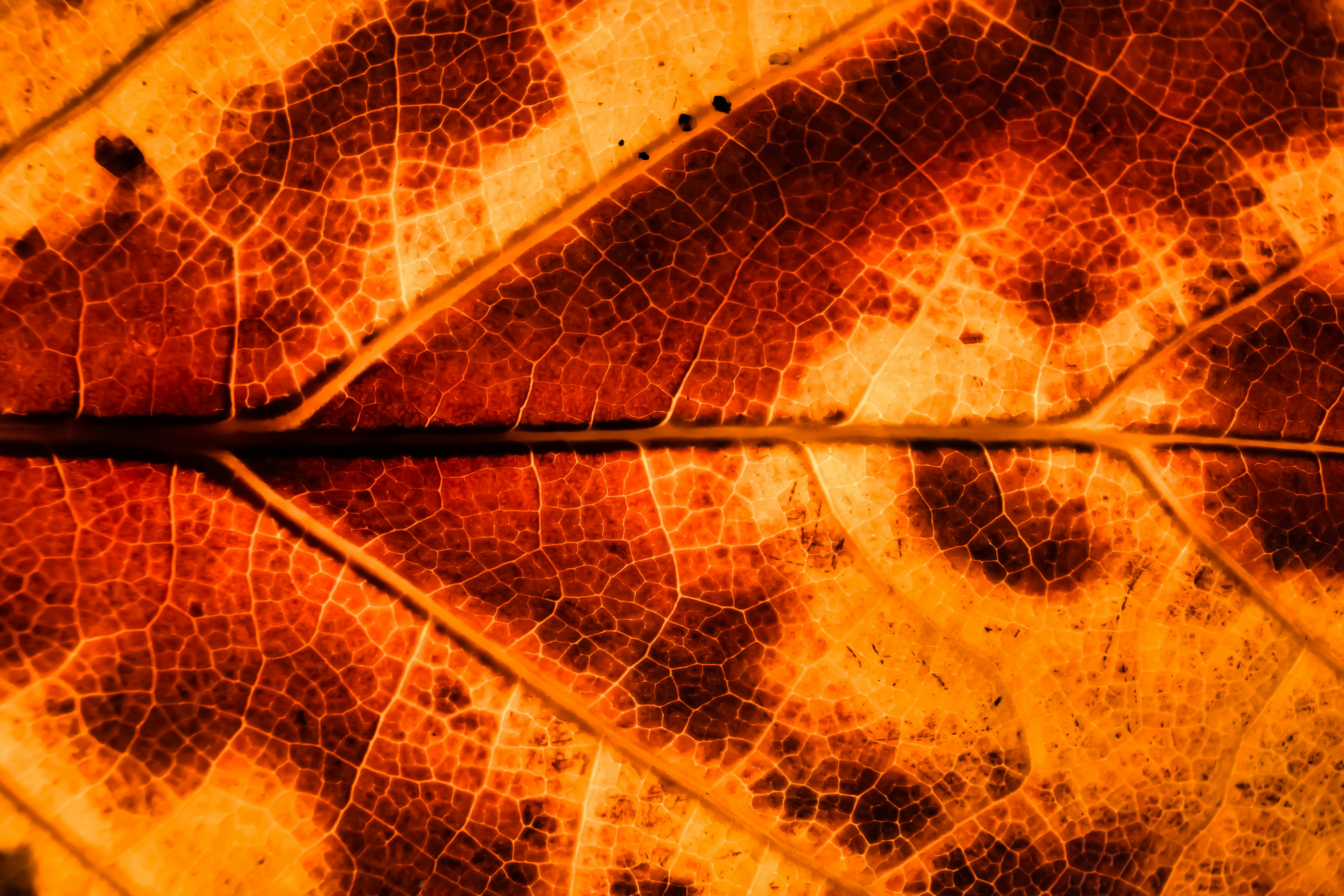 Ember Vein Mosaic: Close-up of a Sunlit Leaf's Latticed Texture