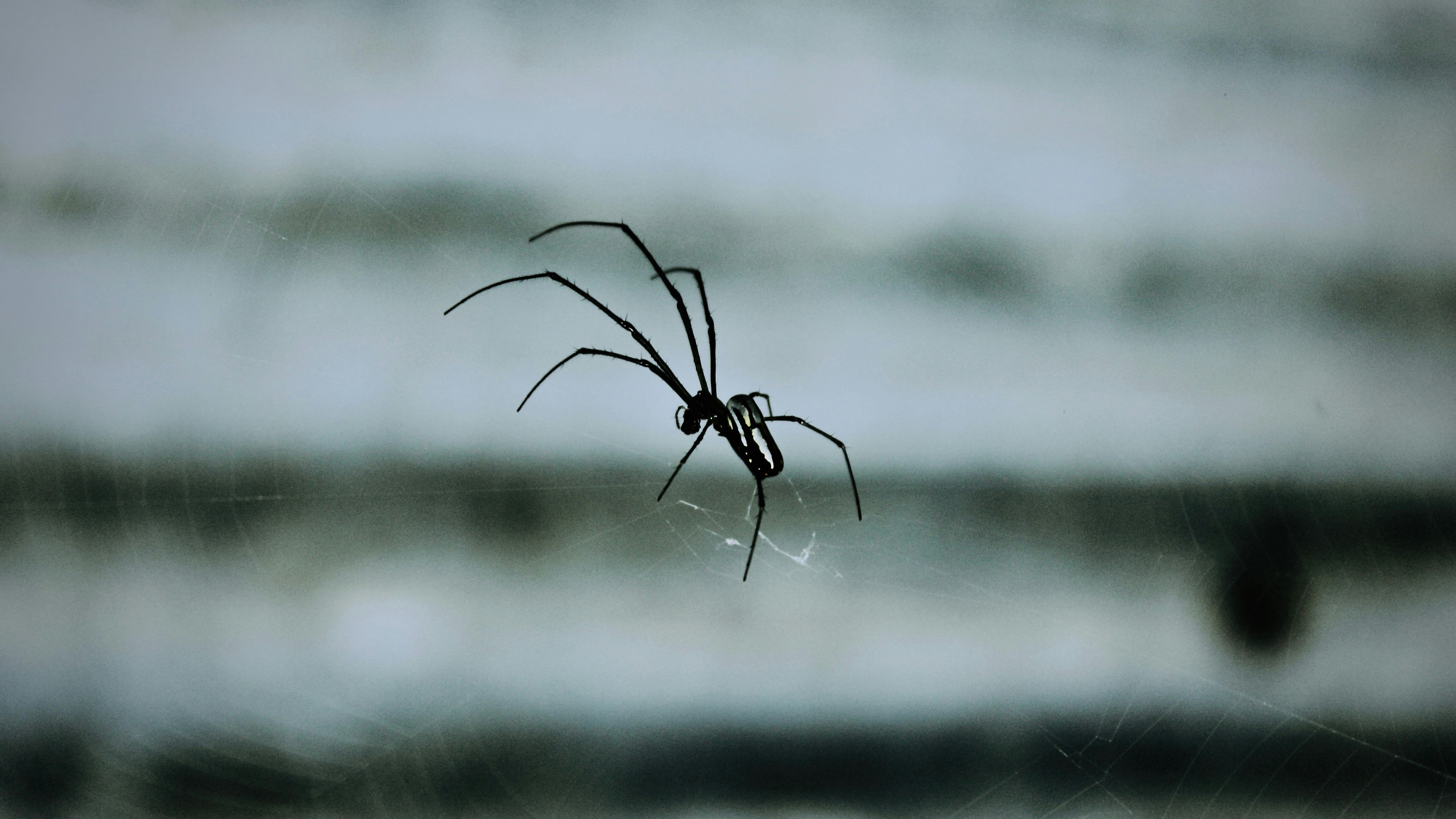 Black Spider Pictures | Download Free Images on Unsplash