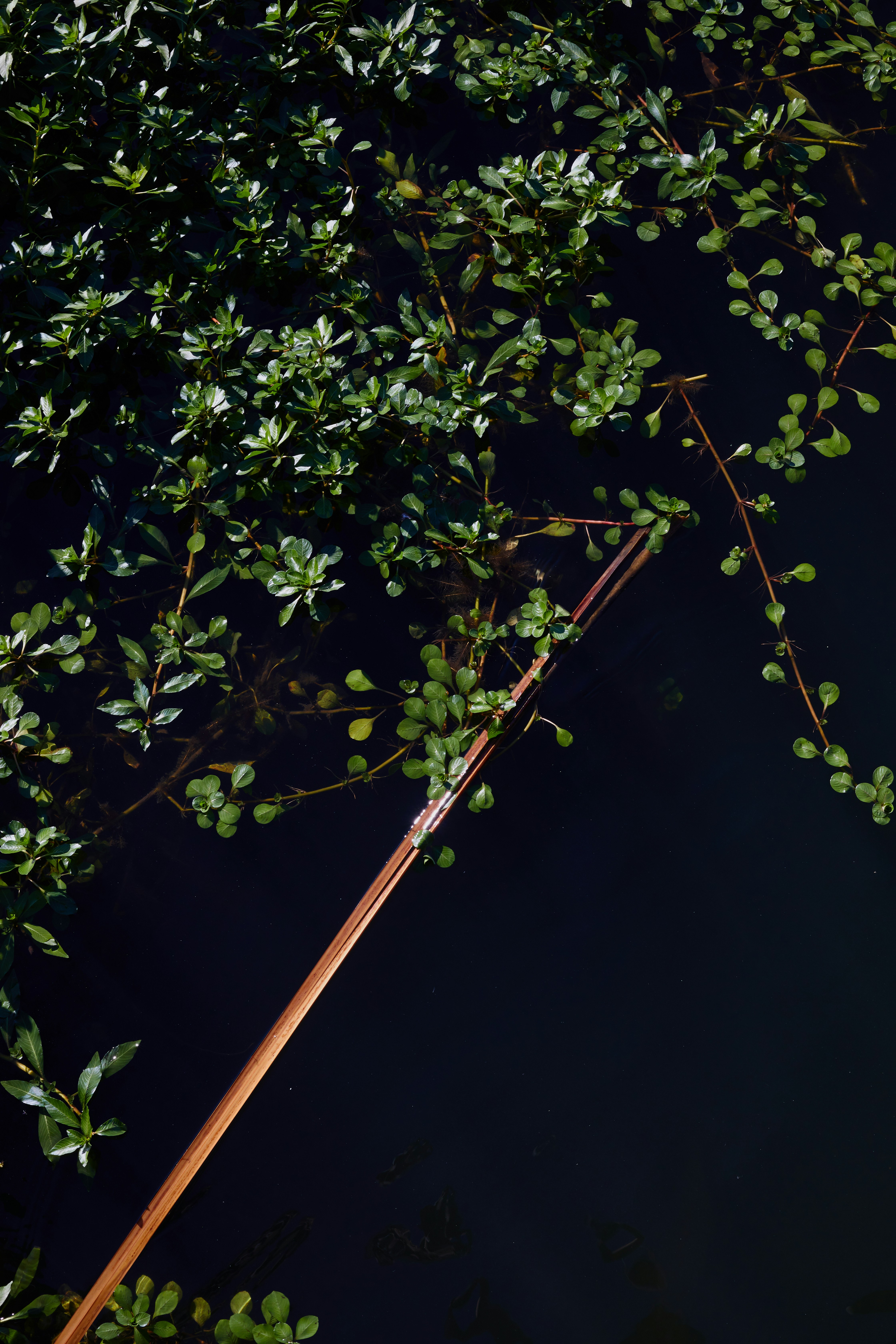 Diagonal Drift: Jade Leaves on Velvet Night Water