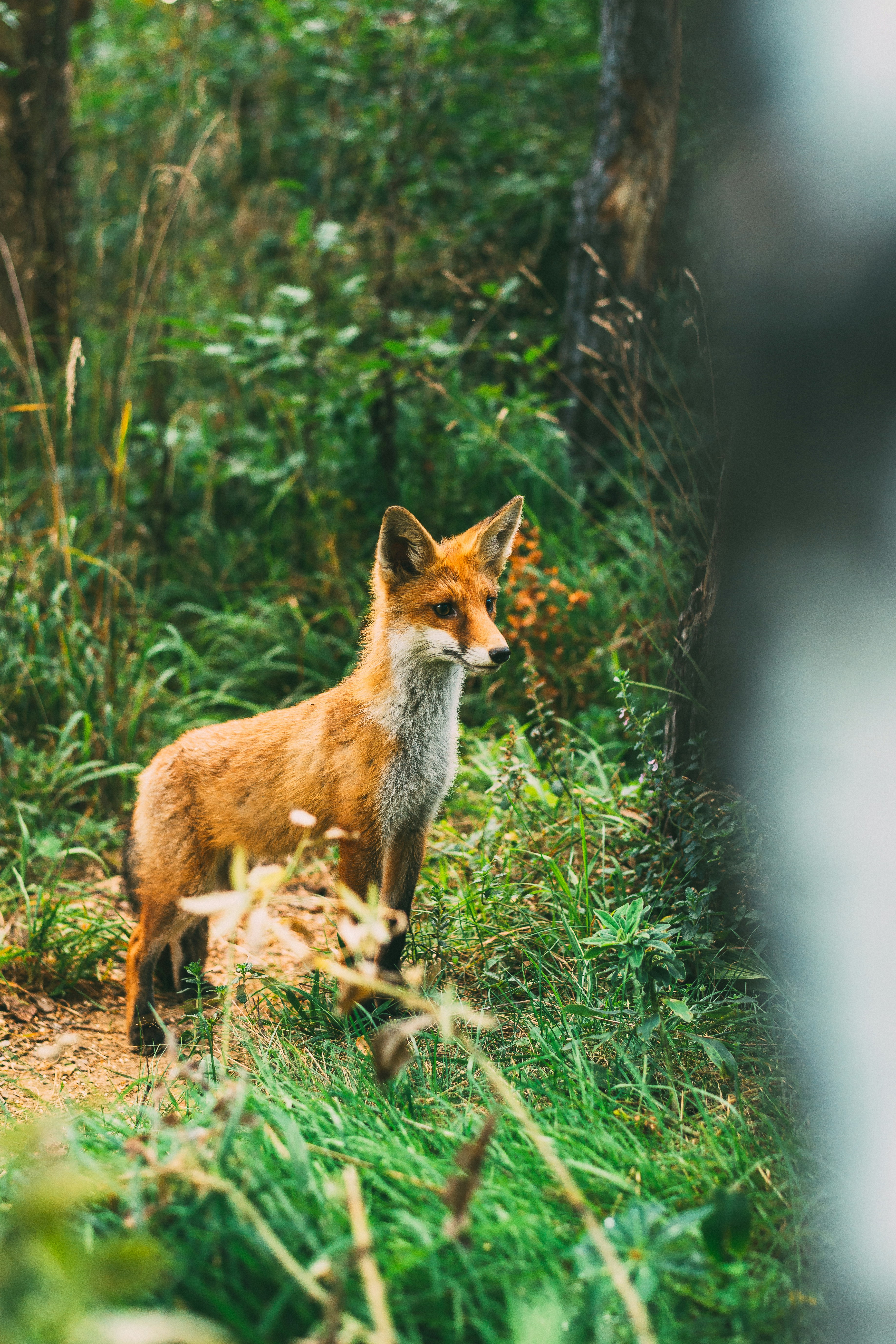 Forest animals | 15 best free forest, animal, wildlife and mammal ...