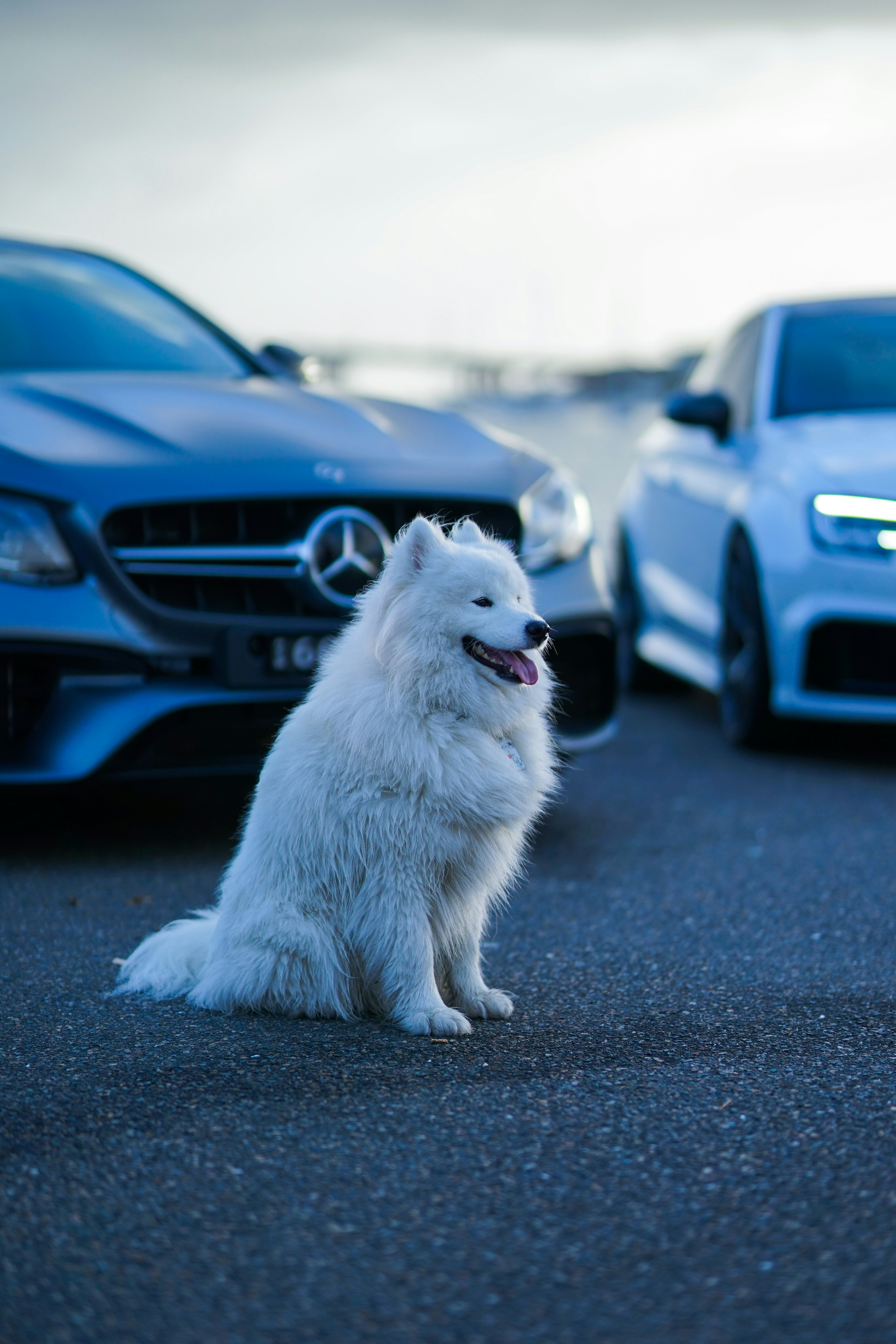 Snowy Samoyed Stands Ground Between Chrome and Headlights in a Parking Lot