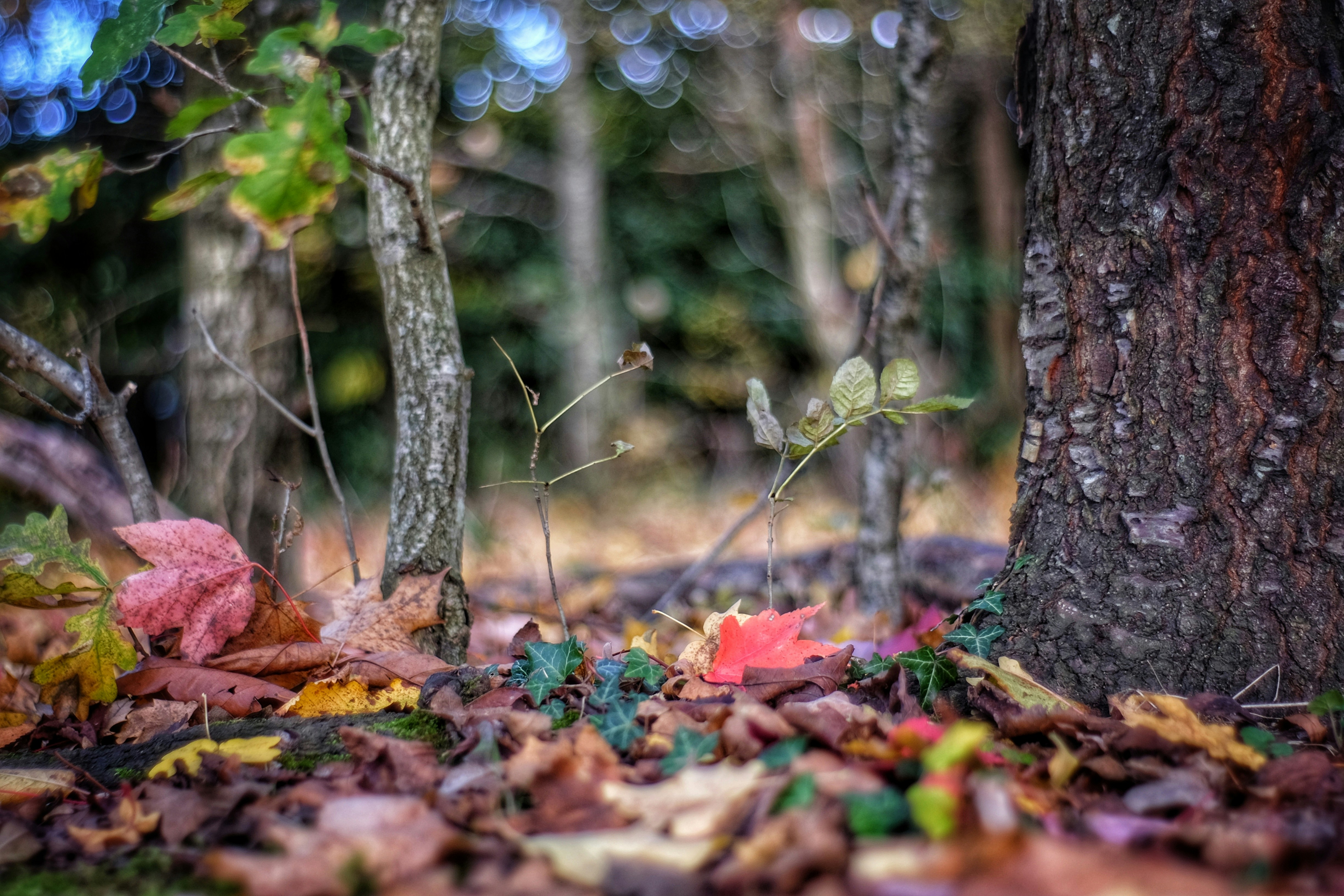 Lone Green Sprout Amid an Autumn Leaf Carpet