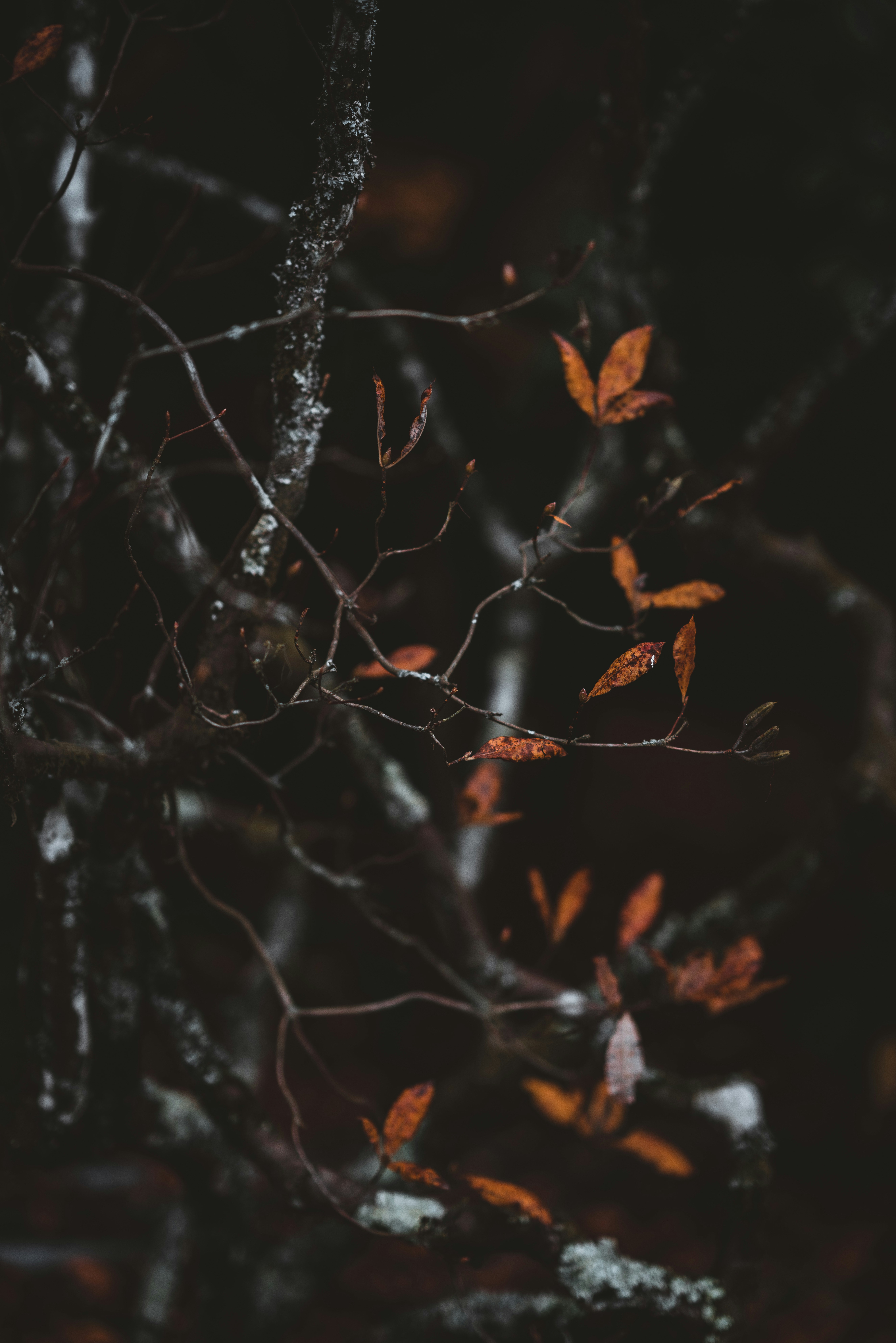 Delicate orange leaves cling to dark, twisting branches, creating a striking contrast against the shadows of the forest. The interplay of light and dark evokes a sense of quiet introspection.