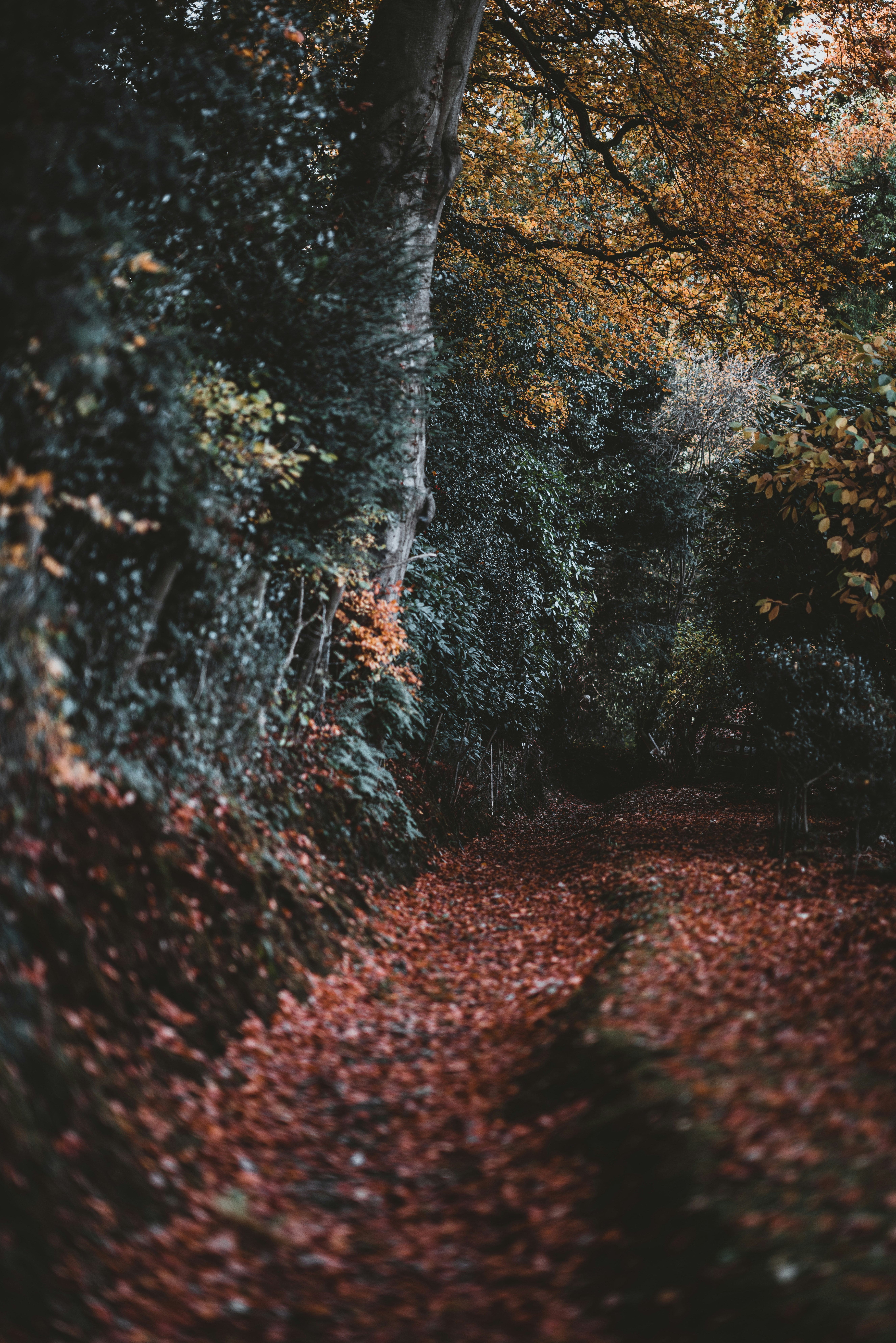 Leaf-strewn pathway flanked by lush greenery and vibrant autumn foliage, inviting exploration. The scene captures the essence of a tranquil forest in fall.
